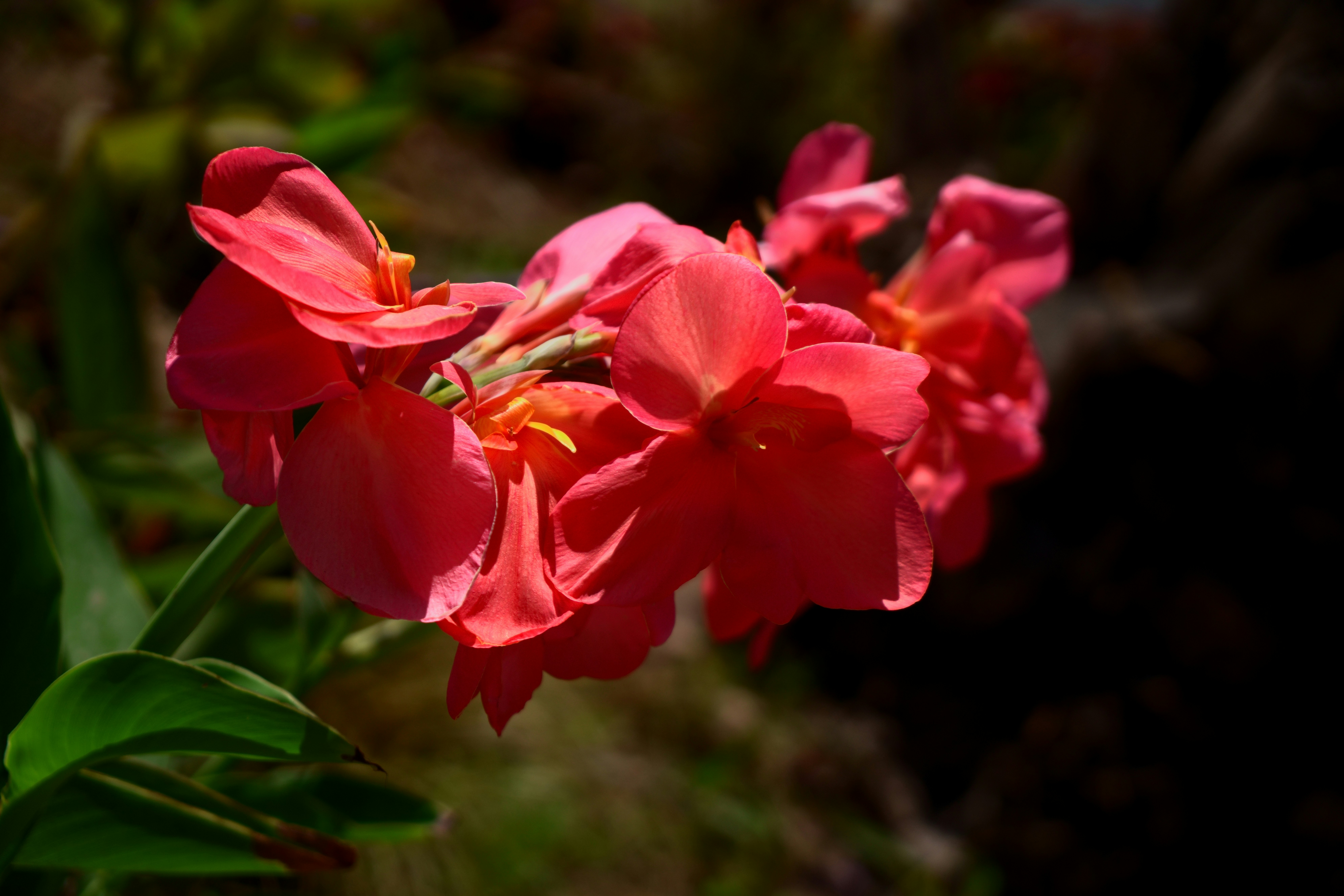 Crimson Petals in a Shaded Wake