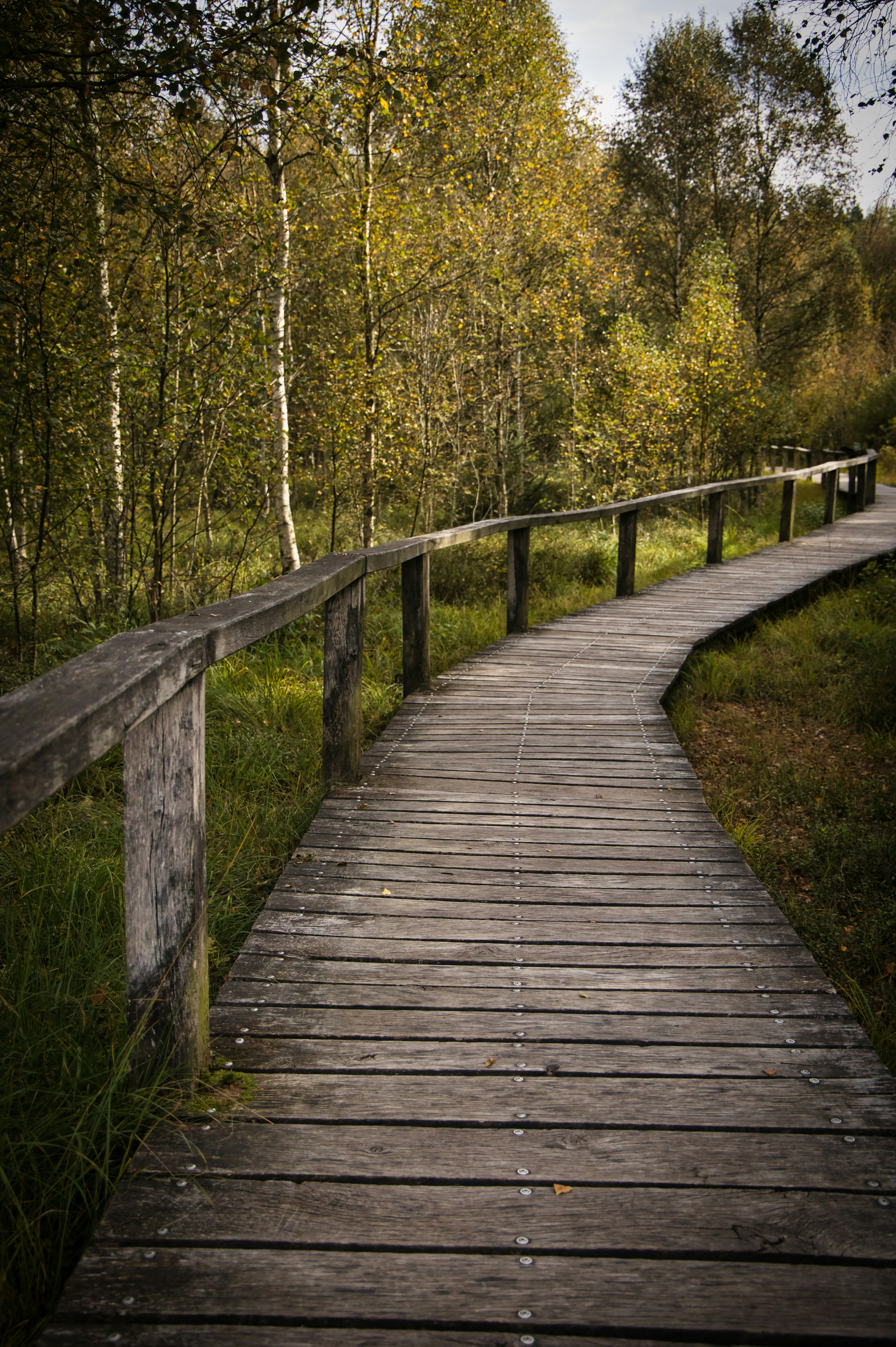 Curved boardwalk through a sunlit birch forest