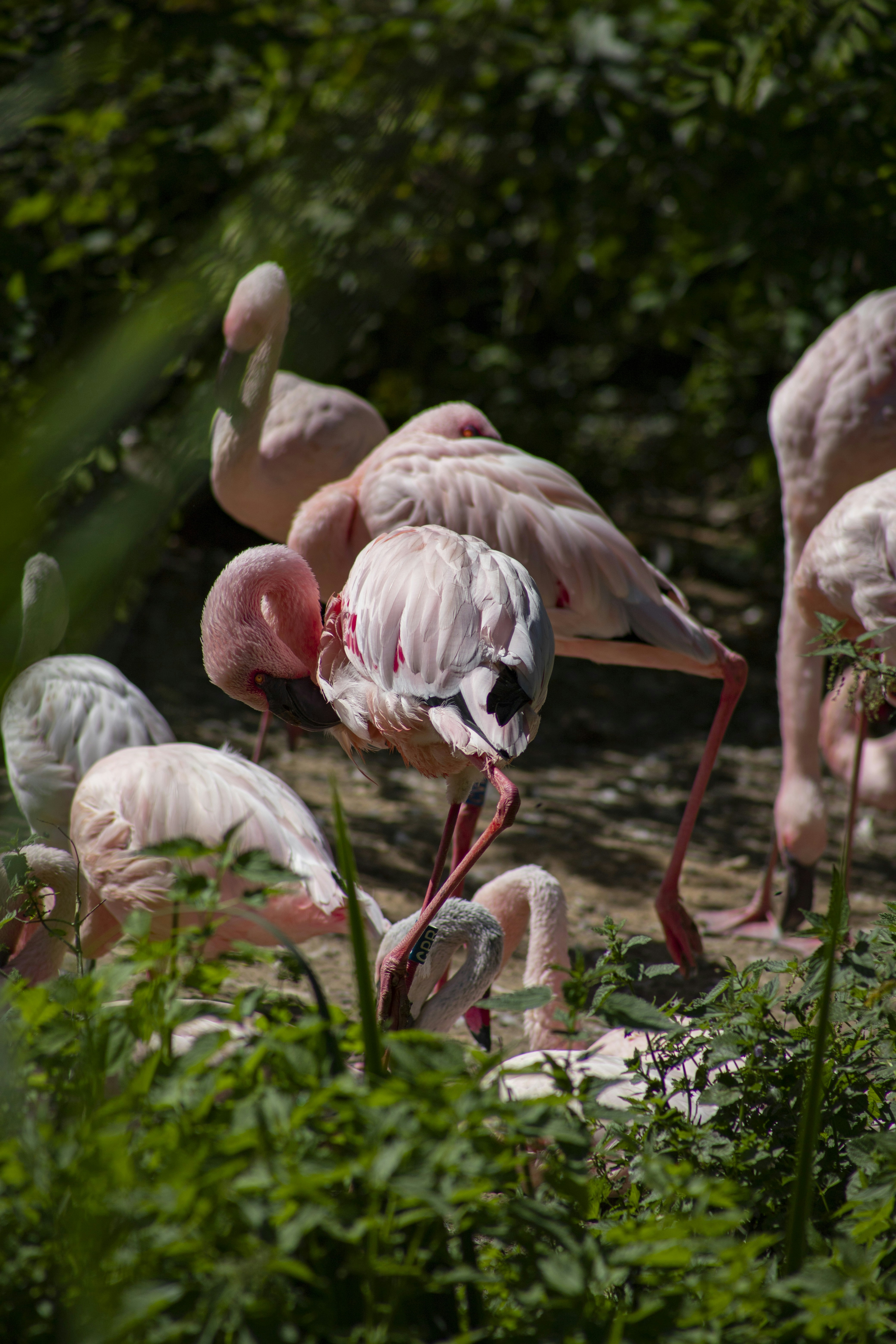 Soft Pink Congregation: Flamingos Resting in Dappled Shade