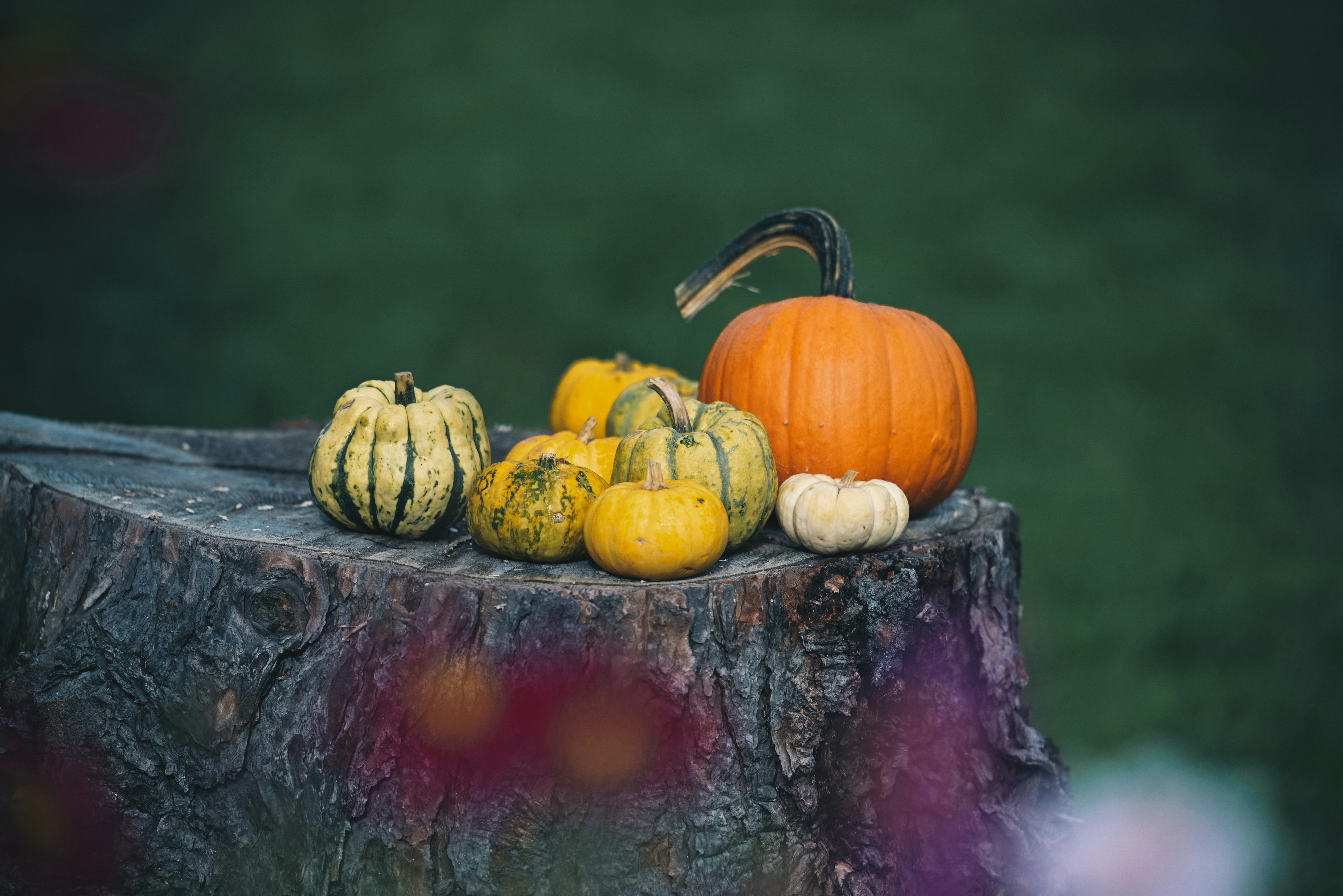 Pumpkins on a Weathered Stump: Autumn Quiet on a Garden Path