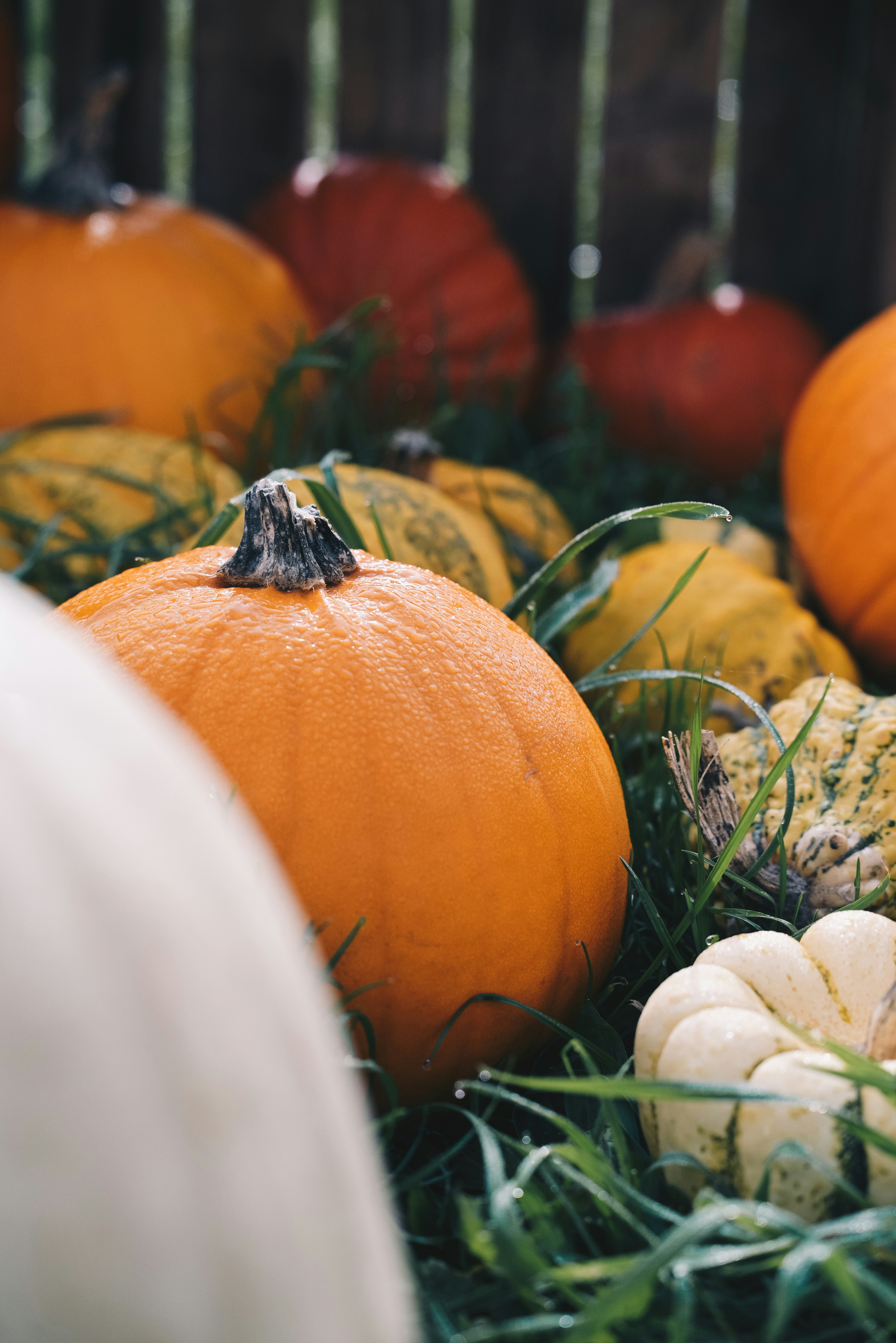 Pumpkin Patch Portrait: A close-up of autumn harvest with surrounding gourds