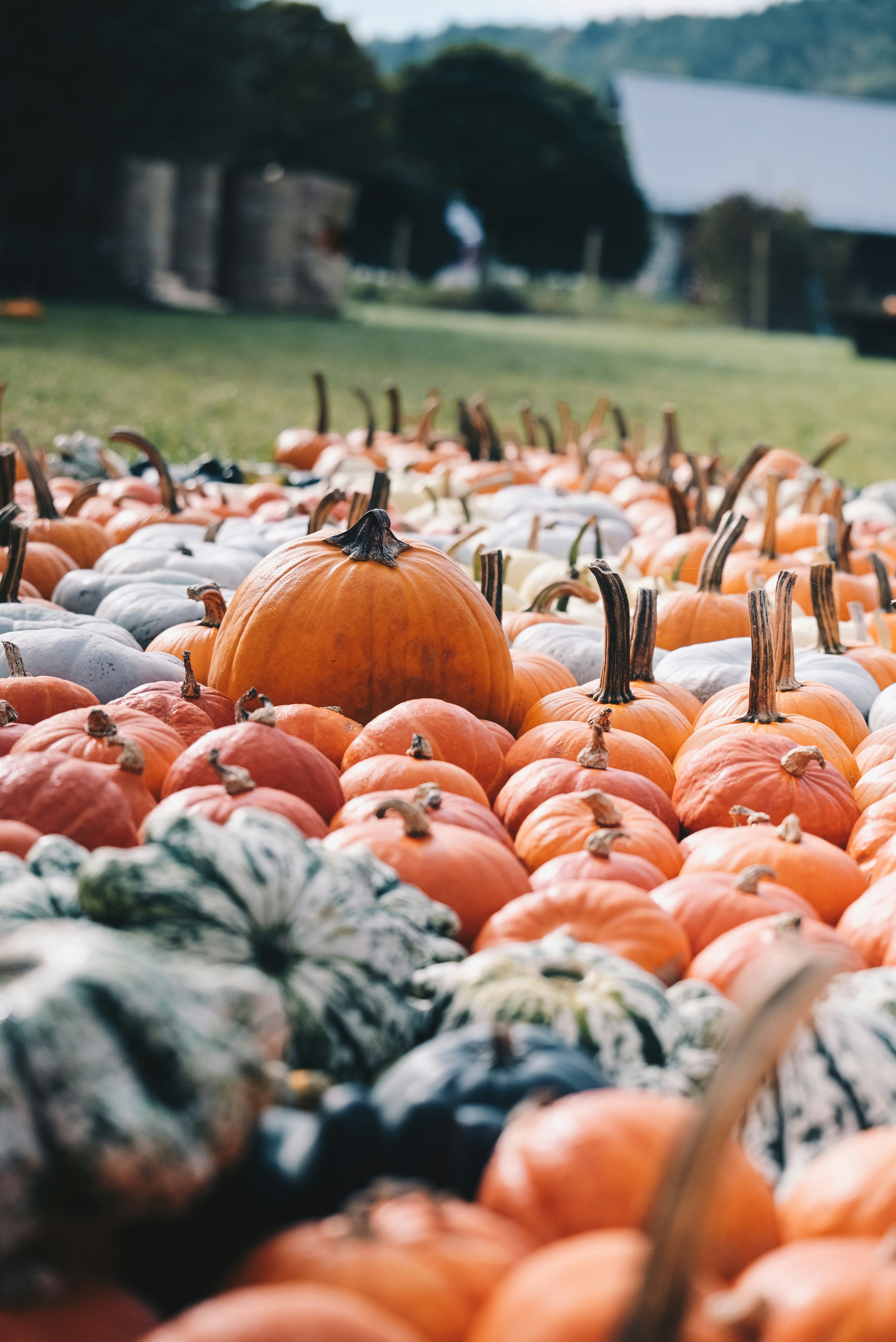 Pumpkin Patch Palette: A Sea of Harvest Hues