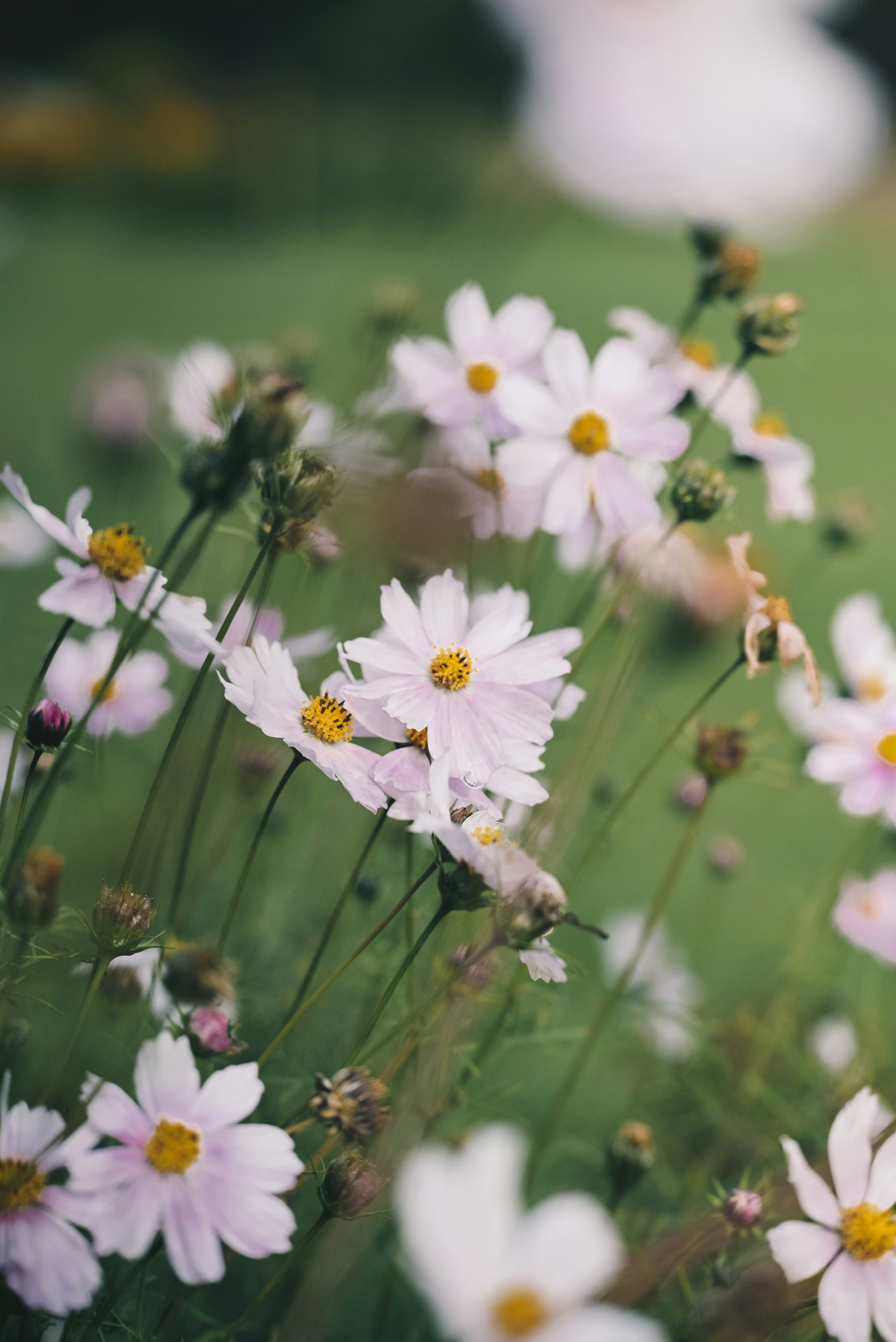Soft Focus Field of White Daisies in Spring Garden