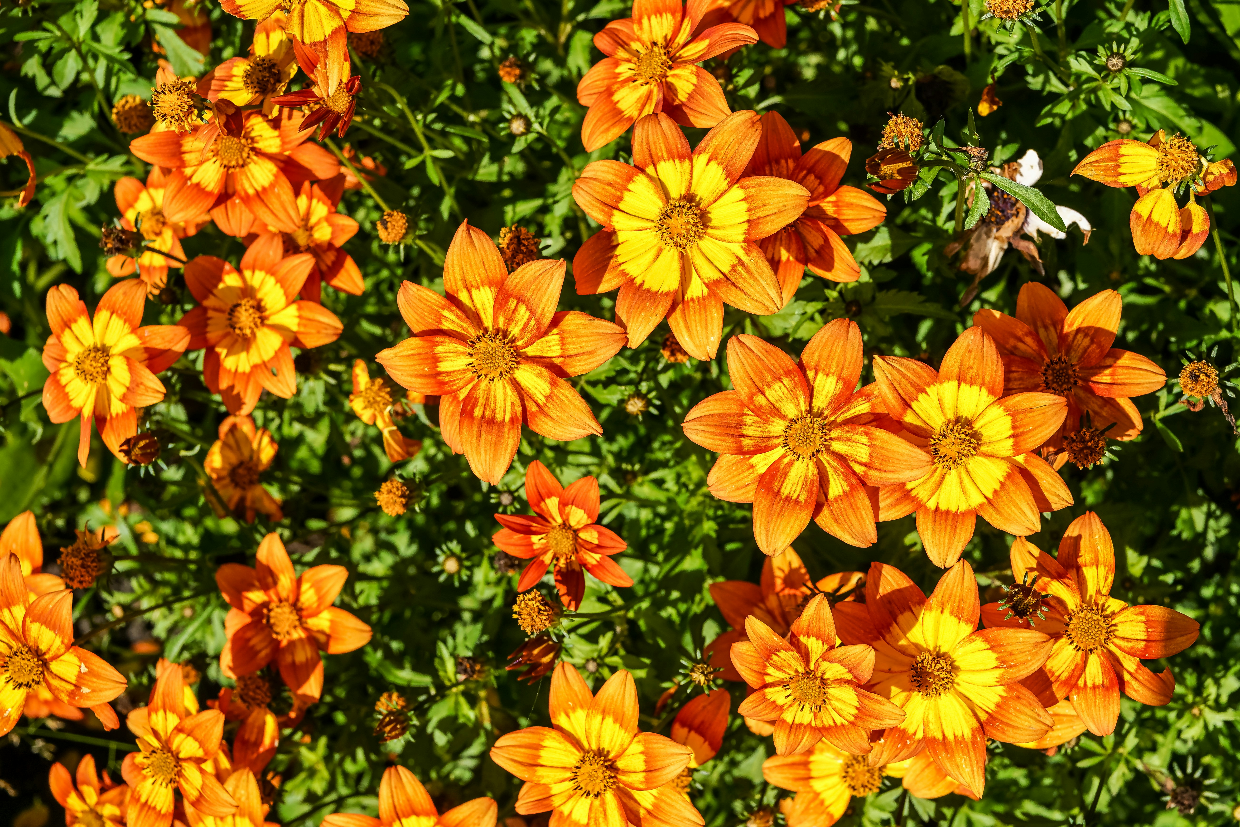 Amber Burst: A Field of Golden Orange Flowers