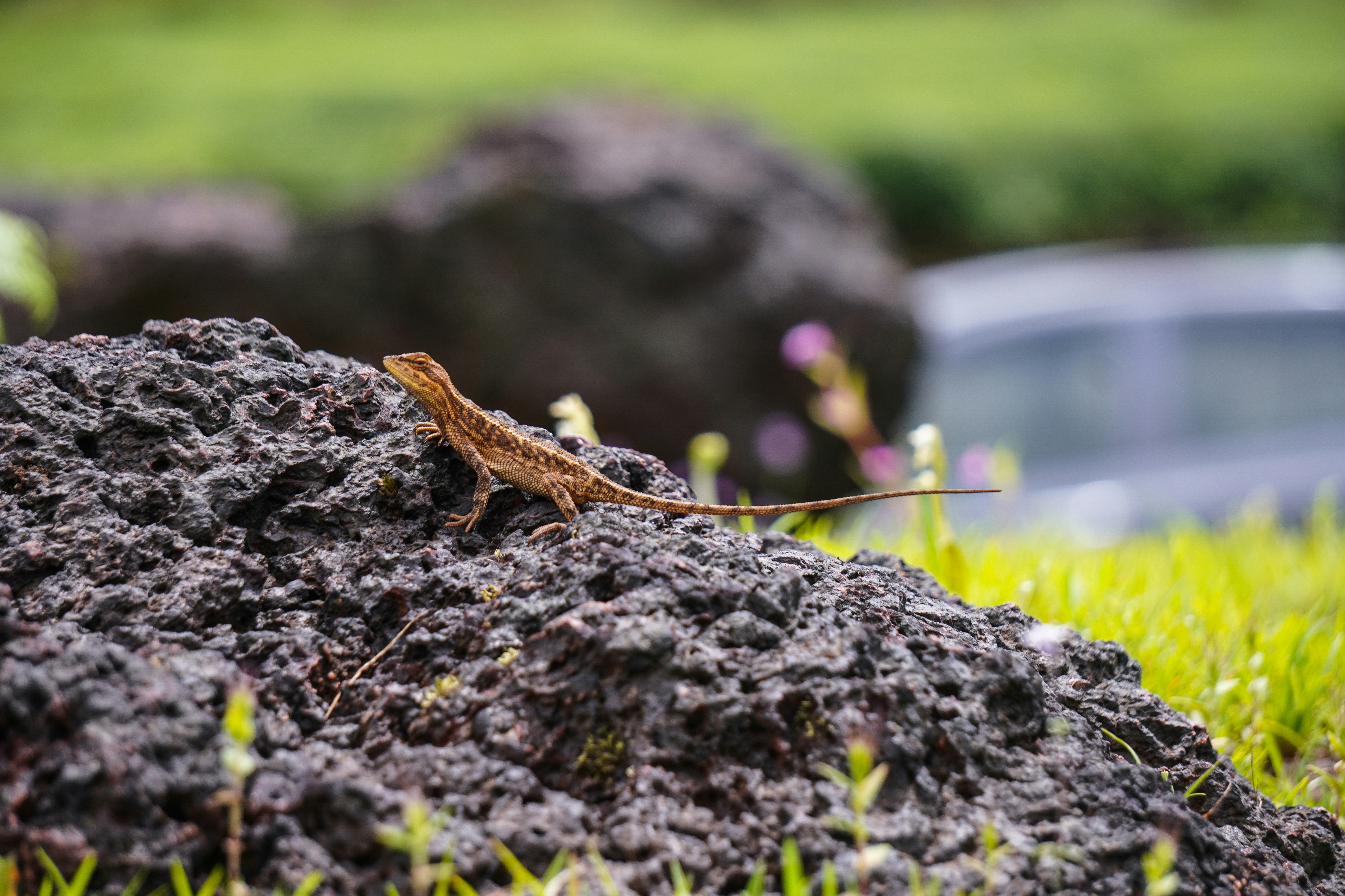 Stone Sentinel: A Lizard Perched on Lava Rock by a Quiet Garden