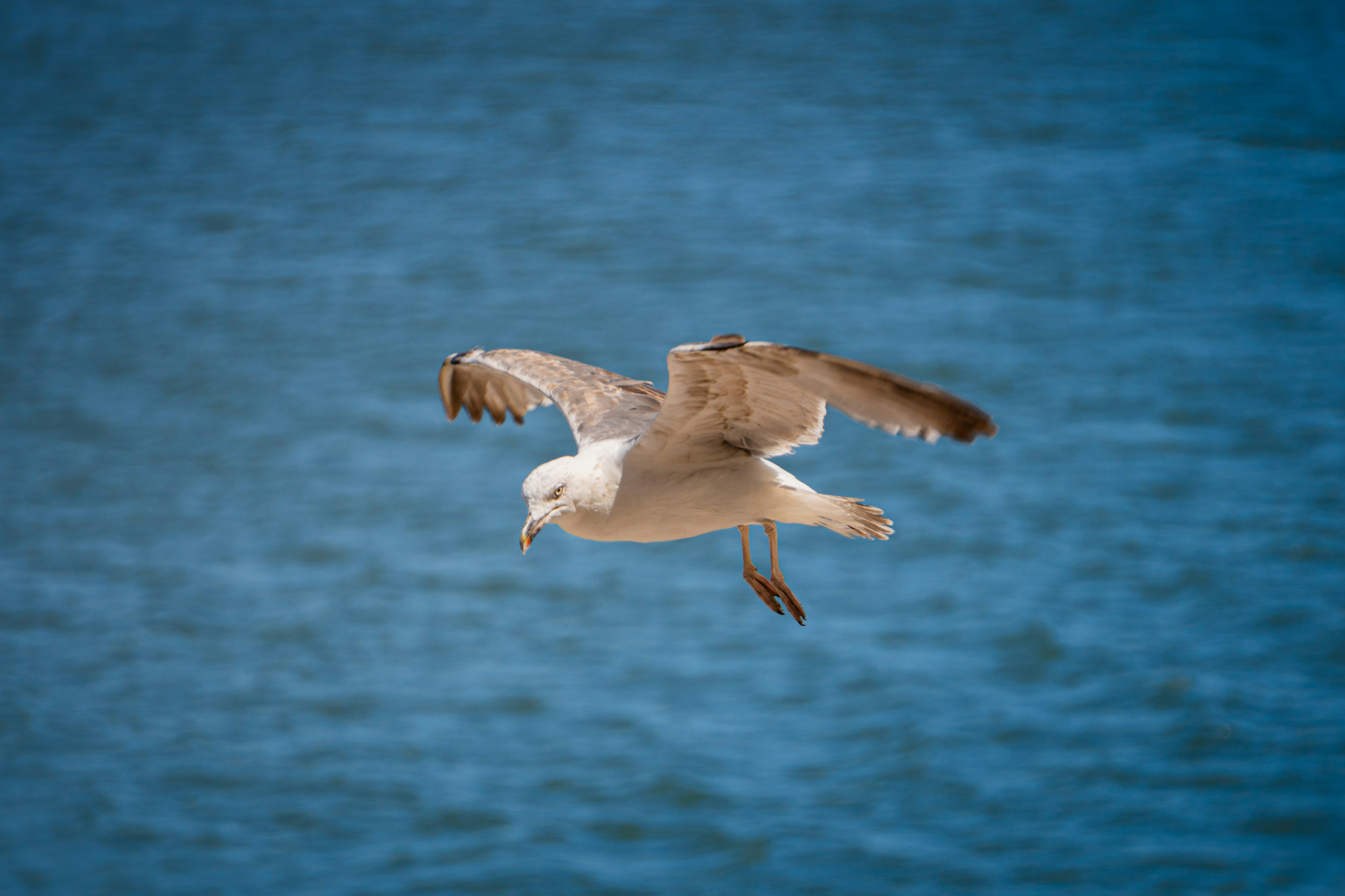 Sea-sky Glide: A Seagull Hooks a Moment Over Blue Waters