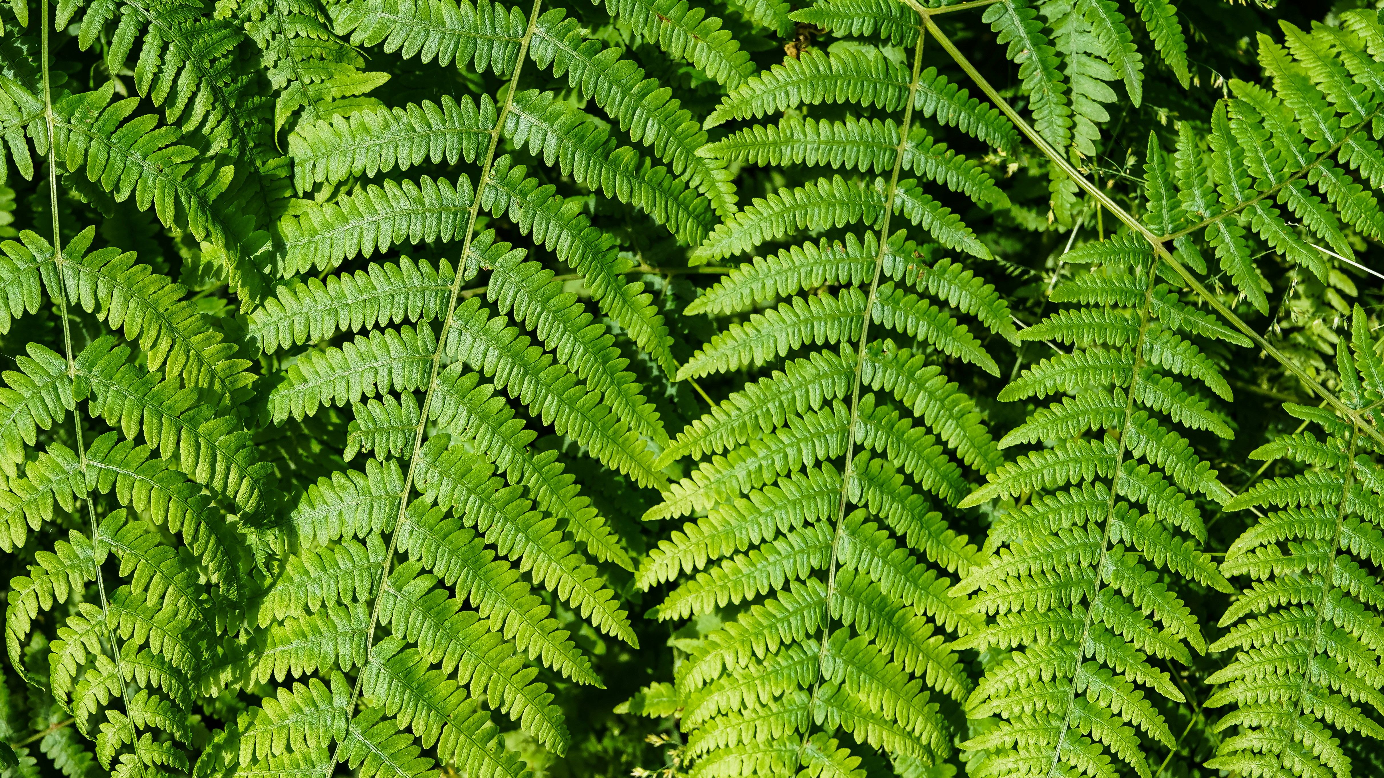 Fronds in Focus: A Lush Fern Corridor