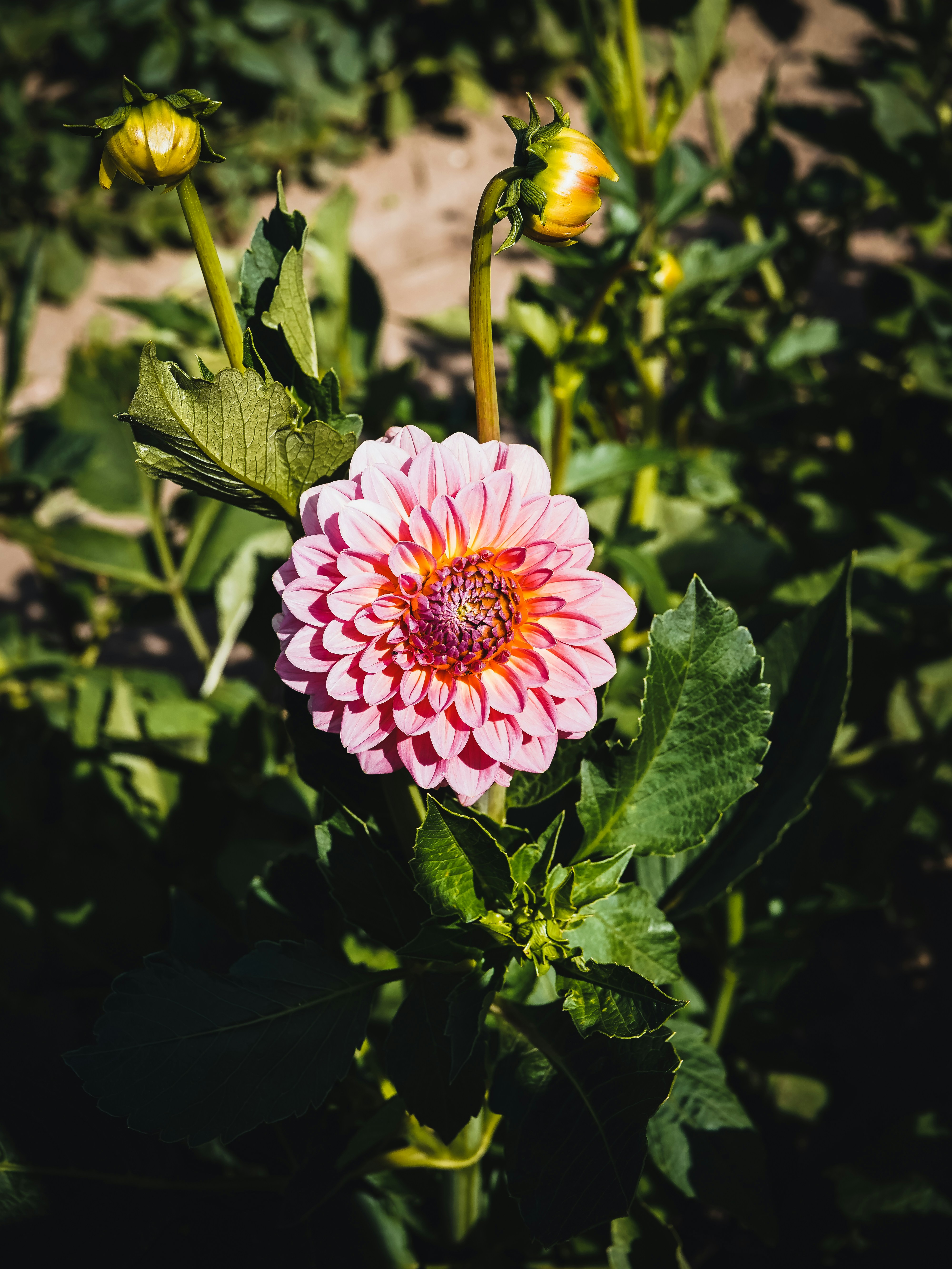 Pink Dahlia in Sunlit Bed: A Bloom in Focus