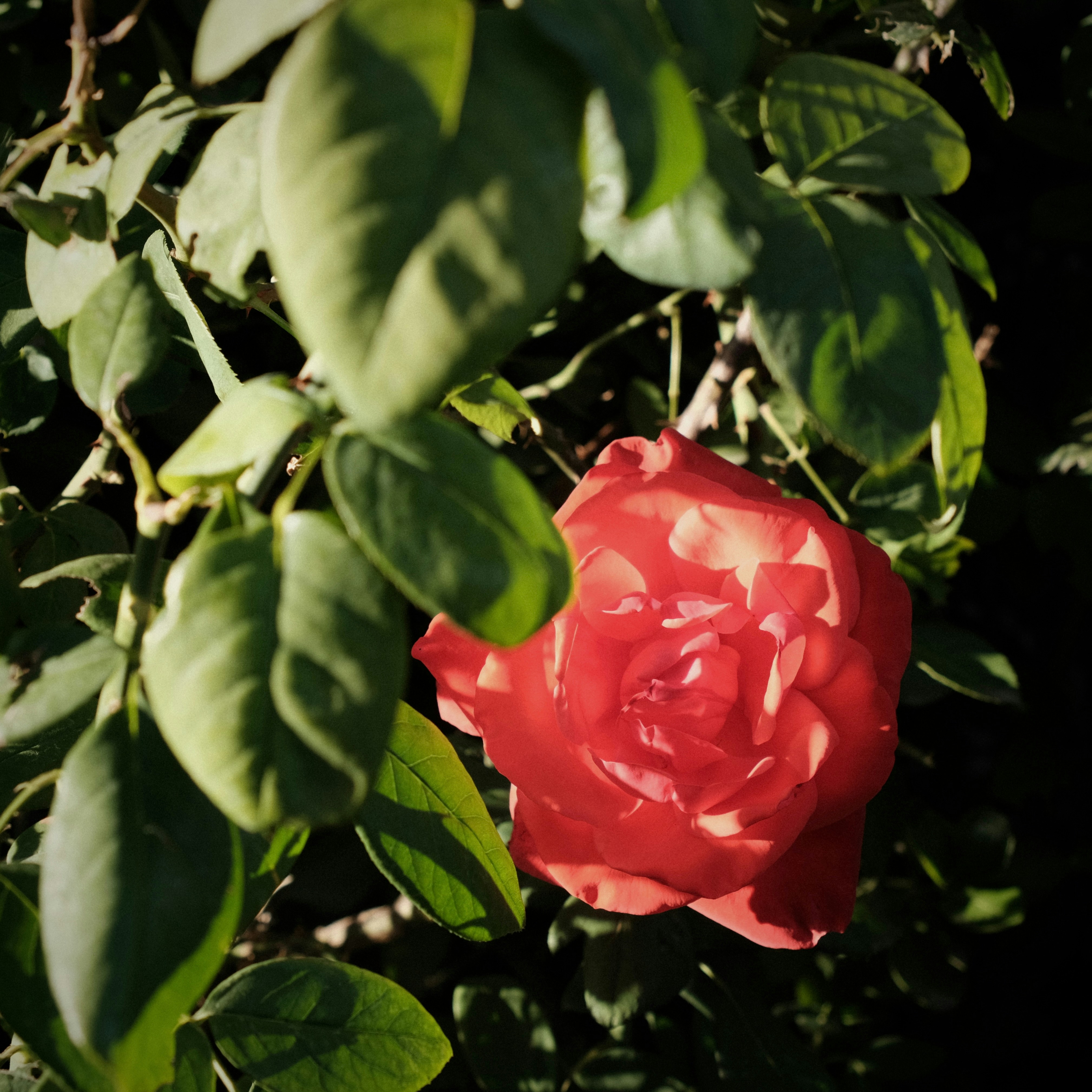 Pink Rose Breaking Through the Green Canopy