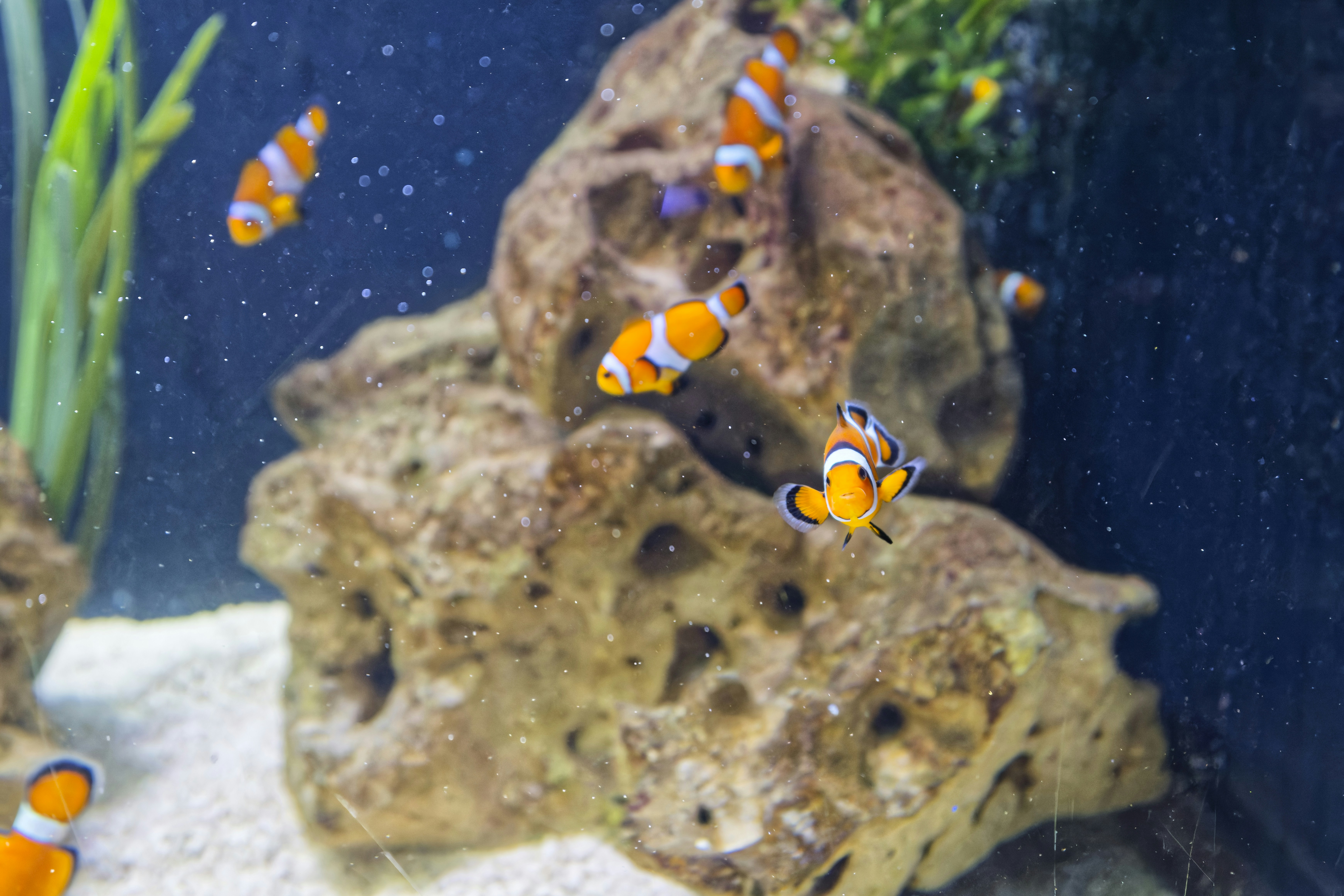 School of Orange-White Clownfish Among Porous Reef Arch