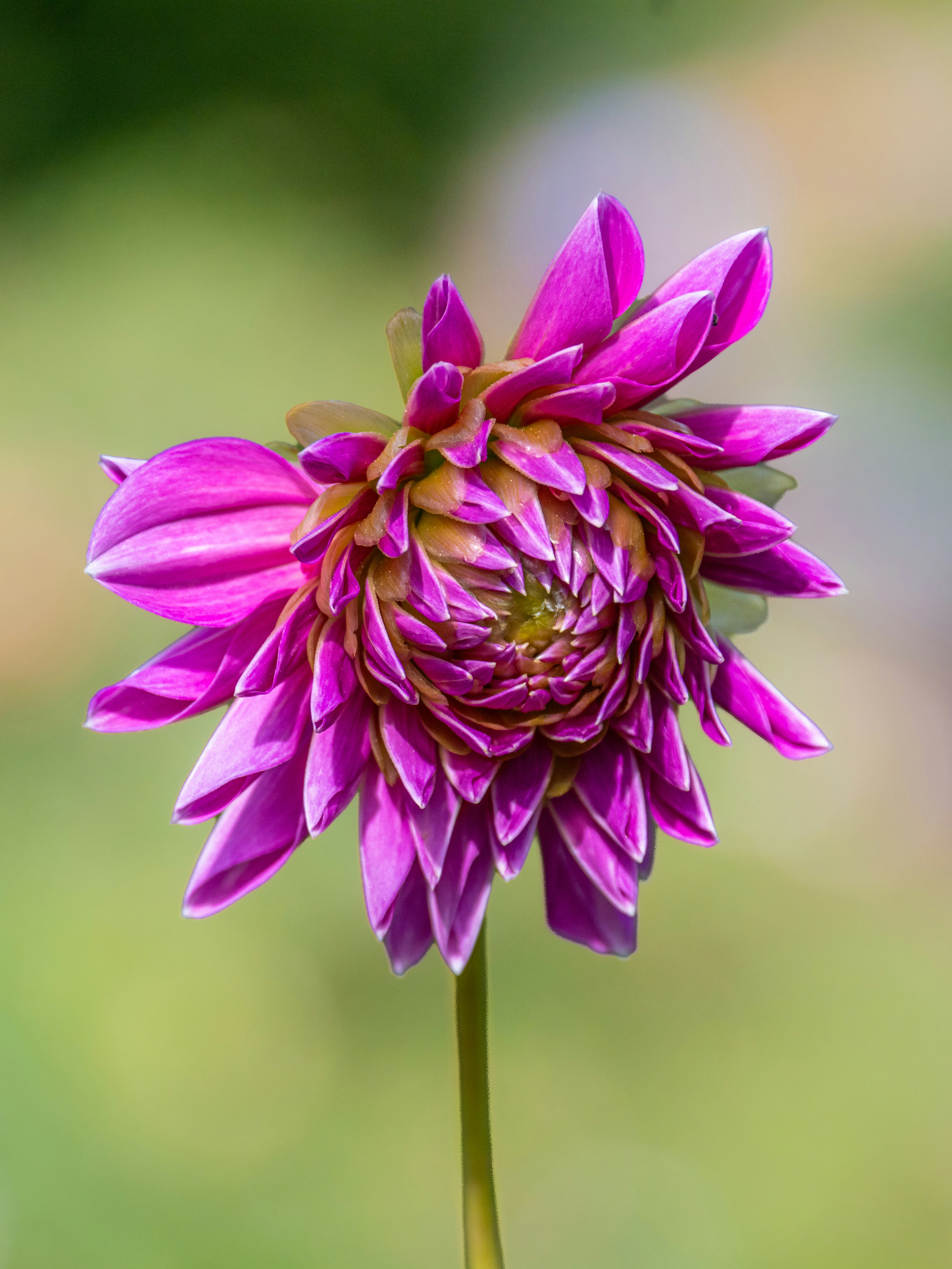 Petal Crown: Magenta Dahlia Against a Soft Green Backdrop