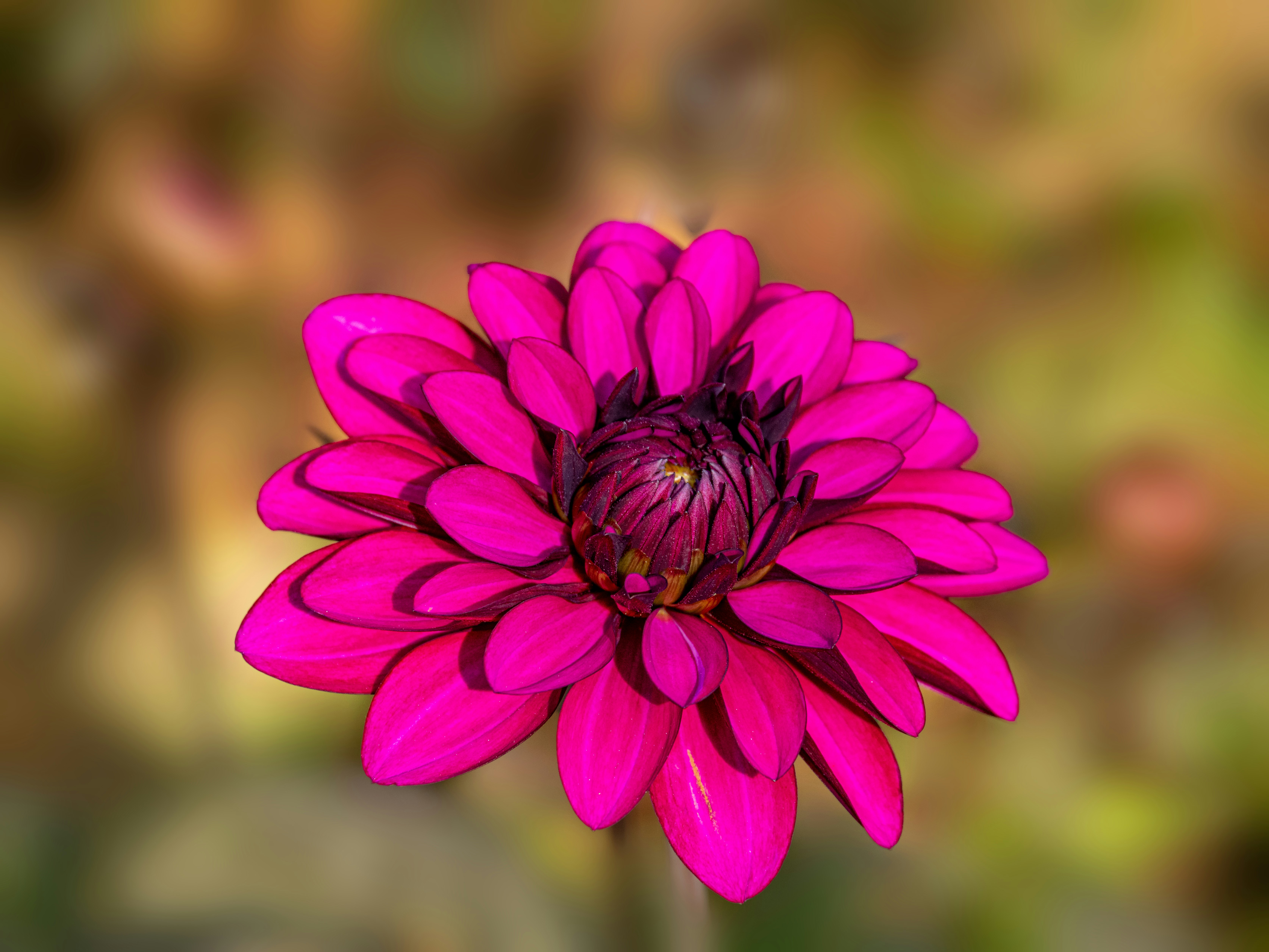 Magenta Bloom: Center Stage on a Vivid Petal Orbit