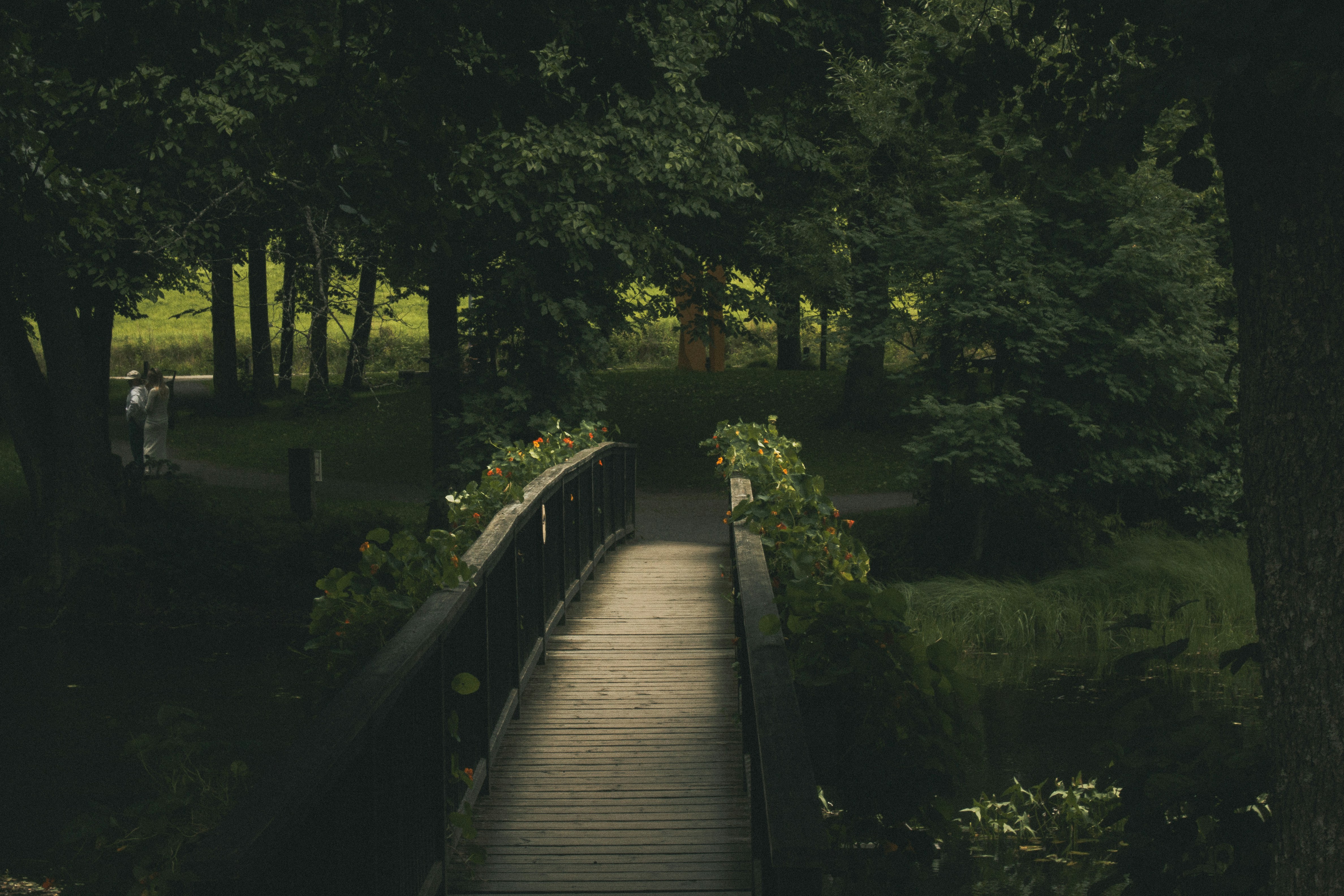 Silent River Walk: A Leafy Bridge Vanishing into Dappled Shade