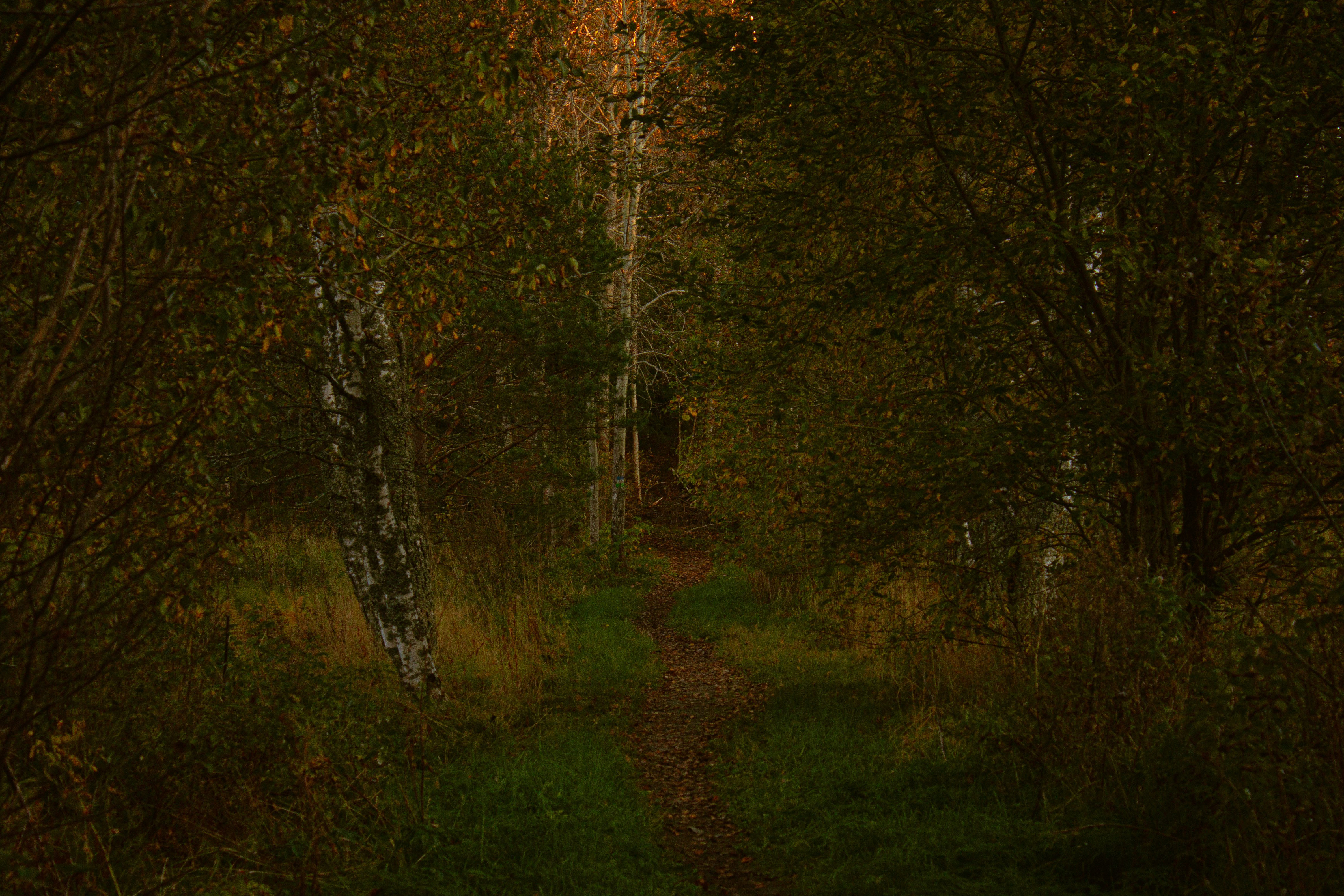Misty Woodland Path: A Narrow Dawn Through Autumn Leaves