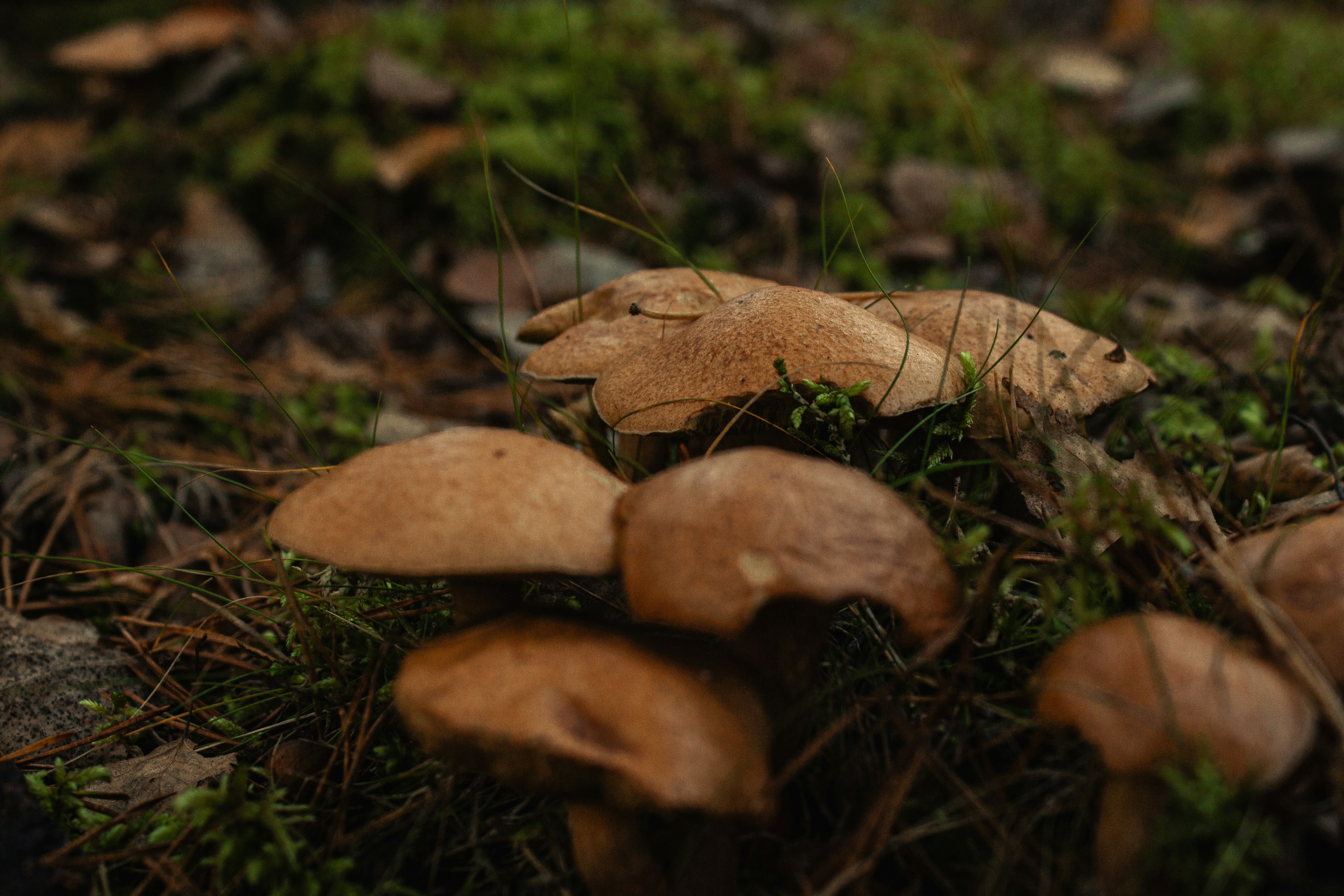 Forest Floor Chorus: Brown Chanterelles Nestled in Moss