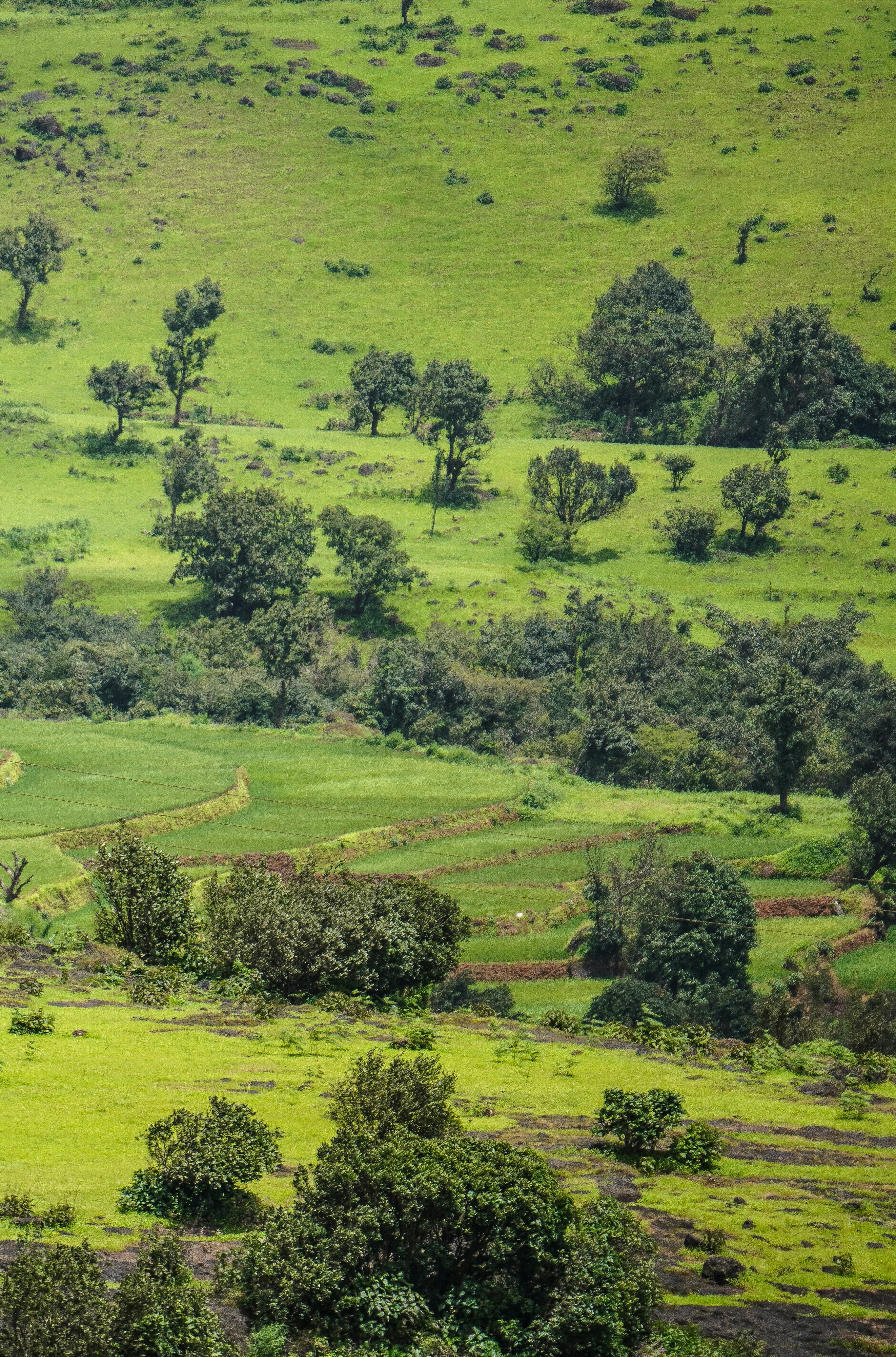 Rolling Hills and Generous Green: A Quiet Mosaic of Trees and Terraced Pastures
