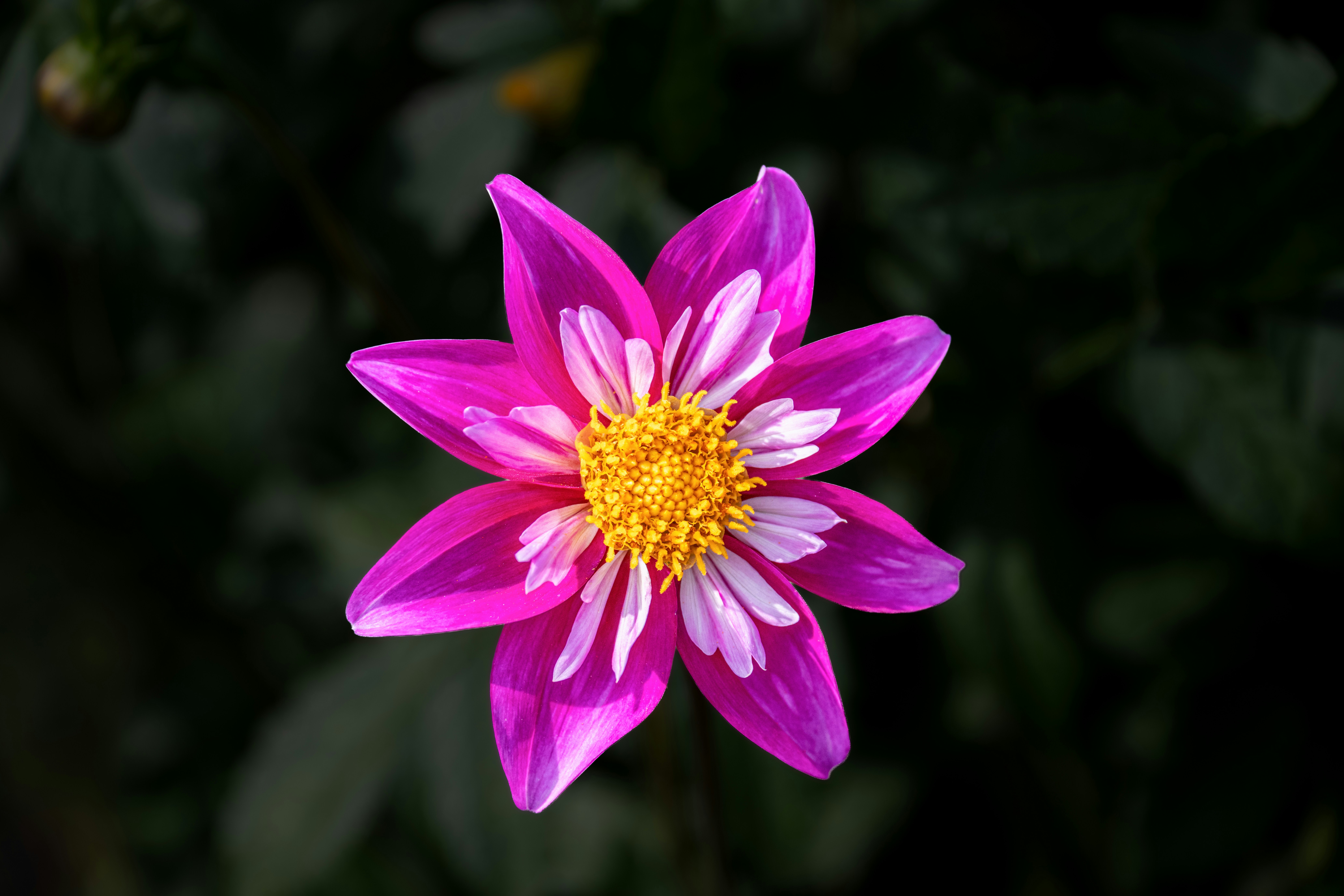 Magenta Bloom Centered: A Sunlit Daisy Amid Dark Foliage