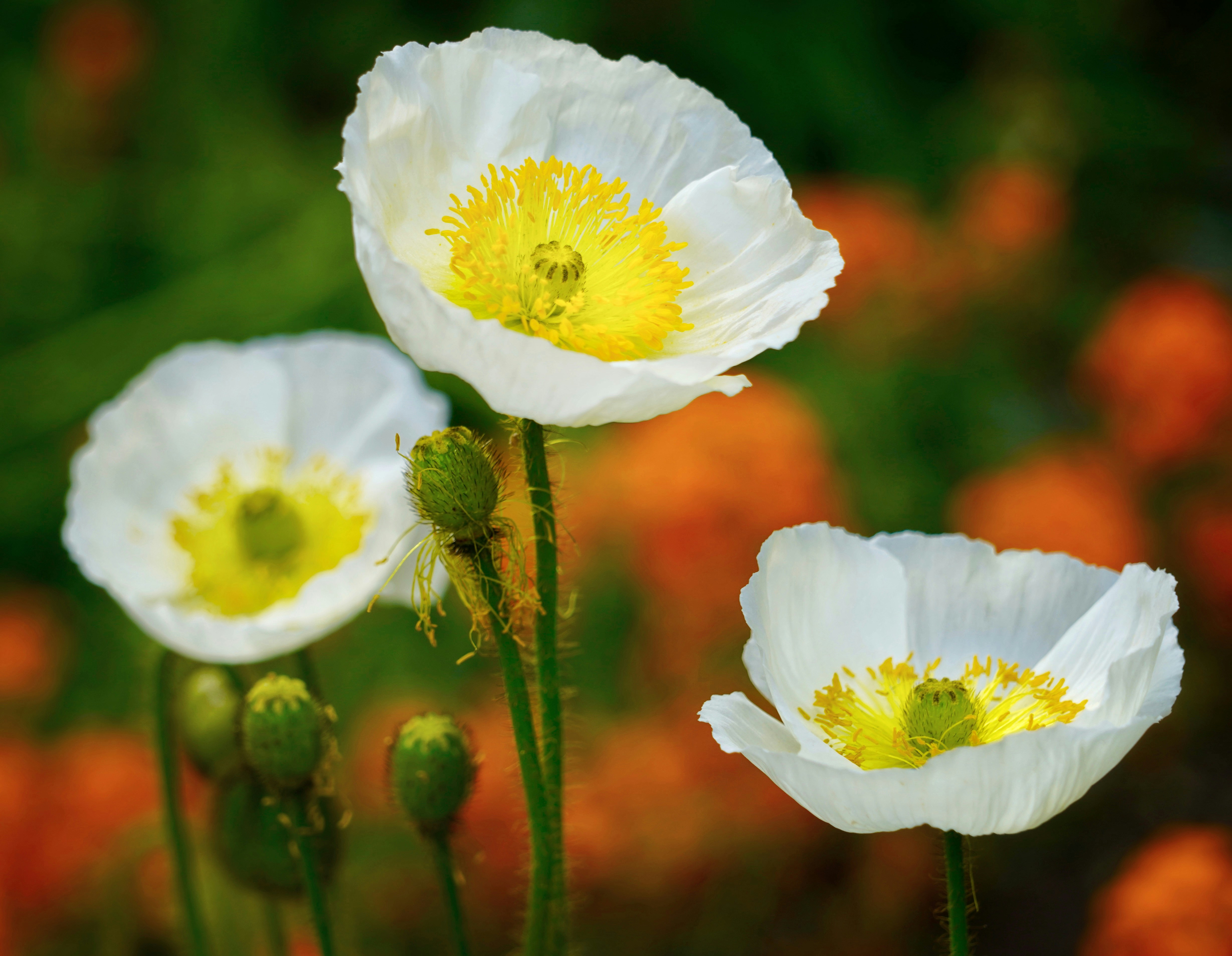 Three white poppies with bright yellow centers rise above green stems against a blurred orange-flowered background.