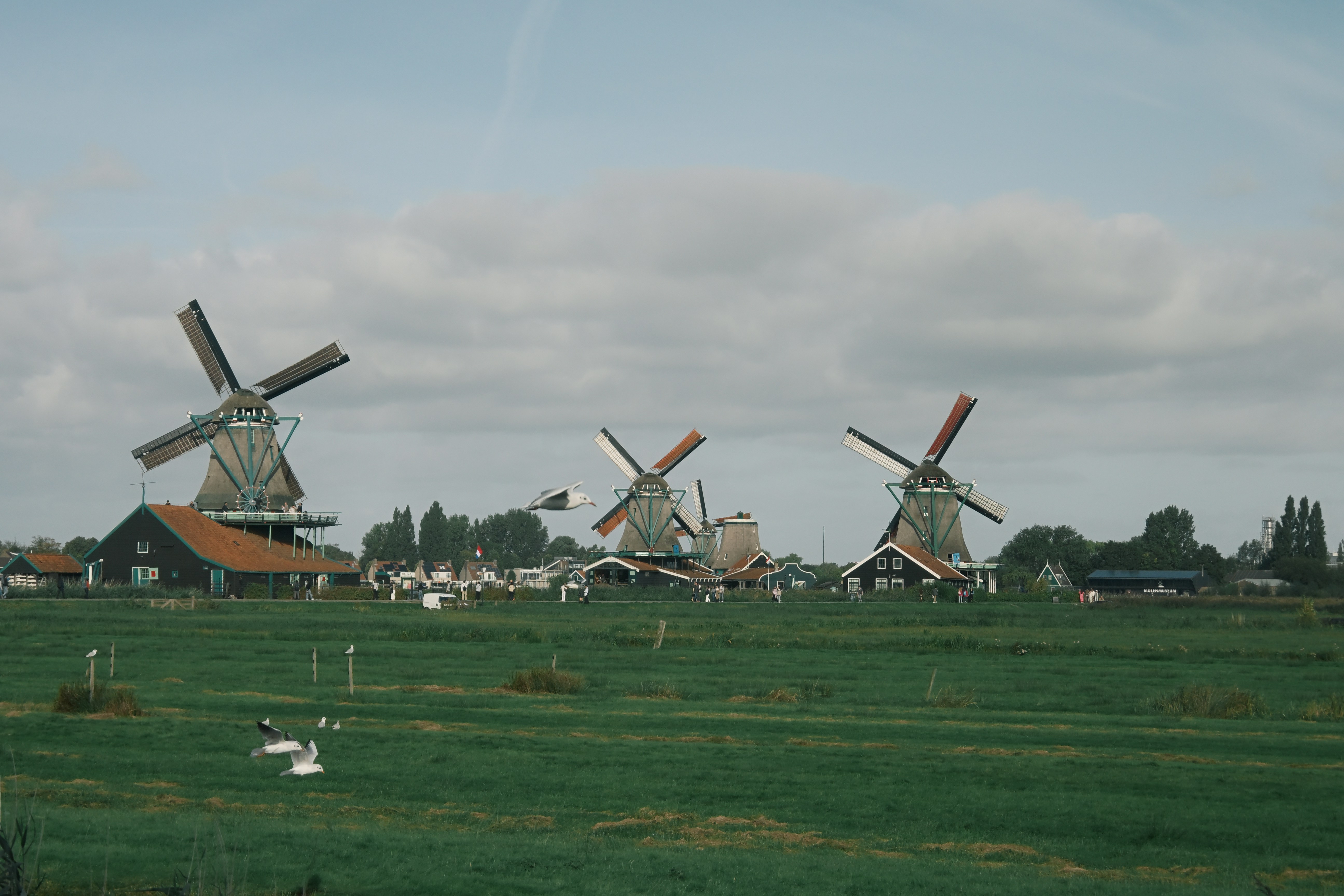 Three Windmills Standing Guard Over a Quiet Dutch Field