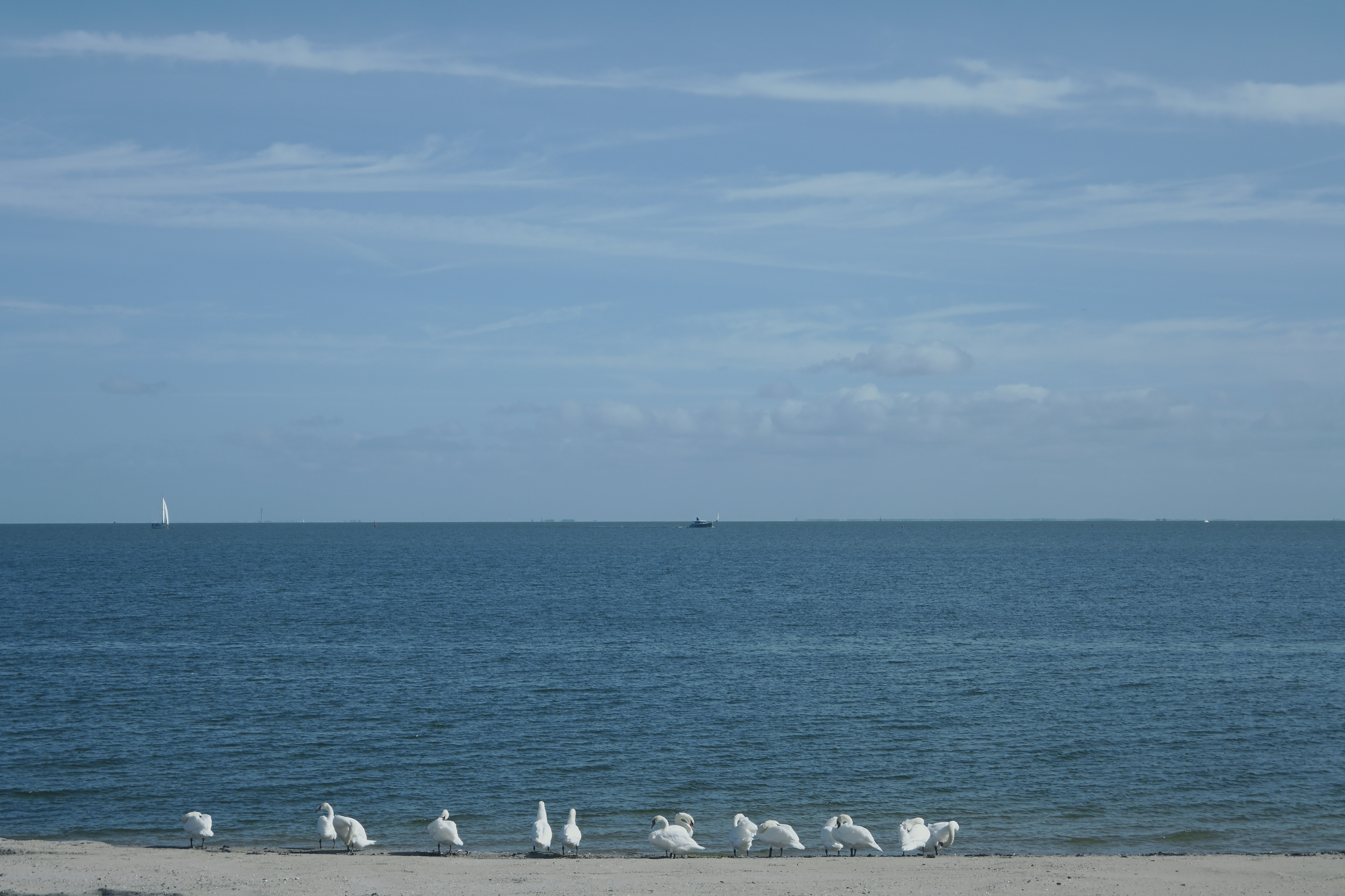 Seabed to Skyline: Seagulls at Dusk-Bound Shore