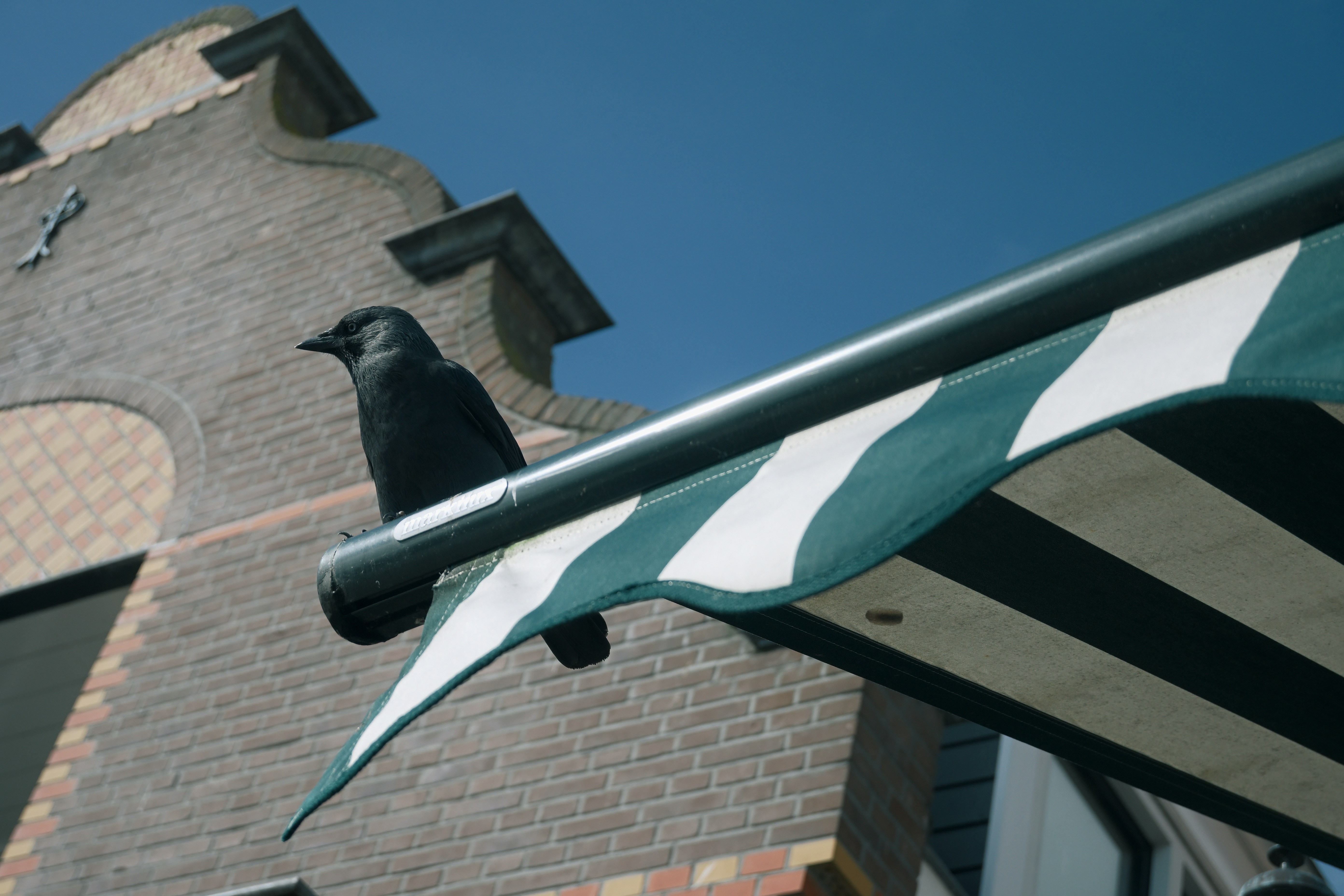 Raven on a Quay: A City Balcony Moment