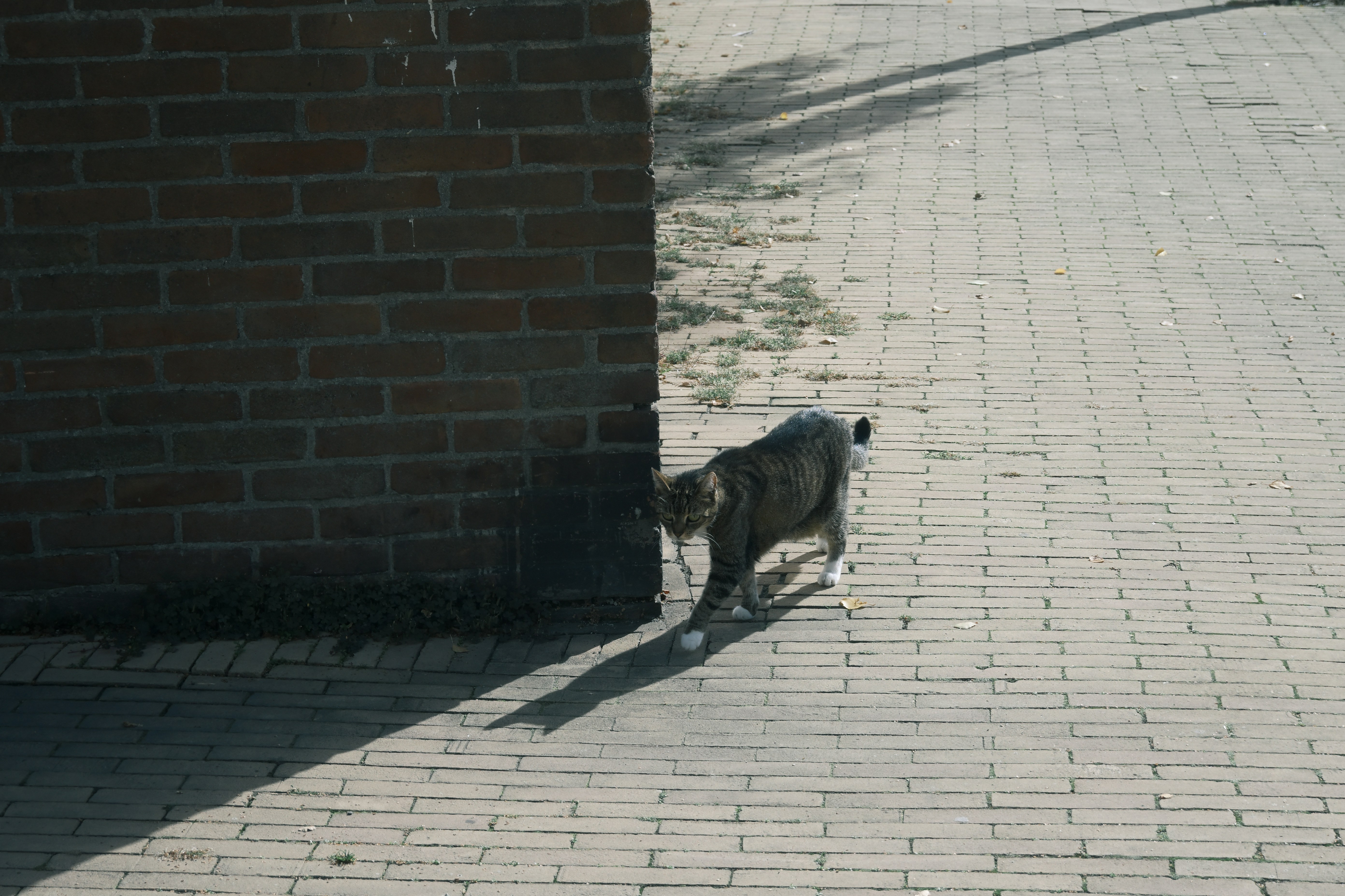 Cat Granada: A Quiet Probe Around the Corner