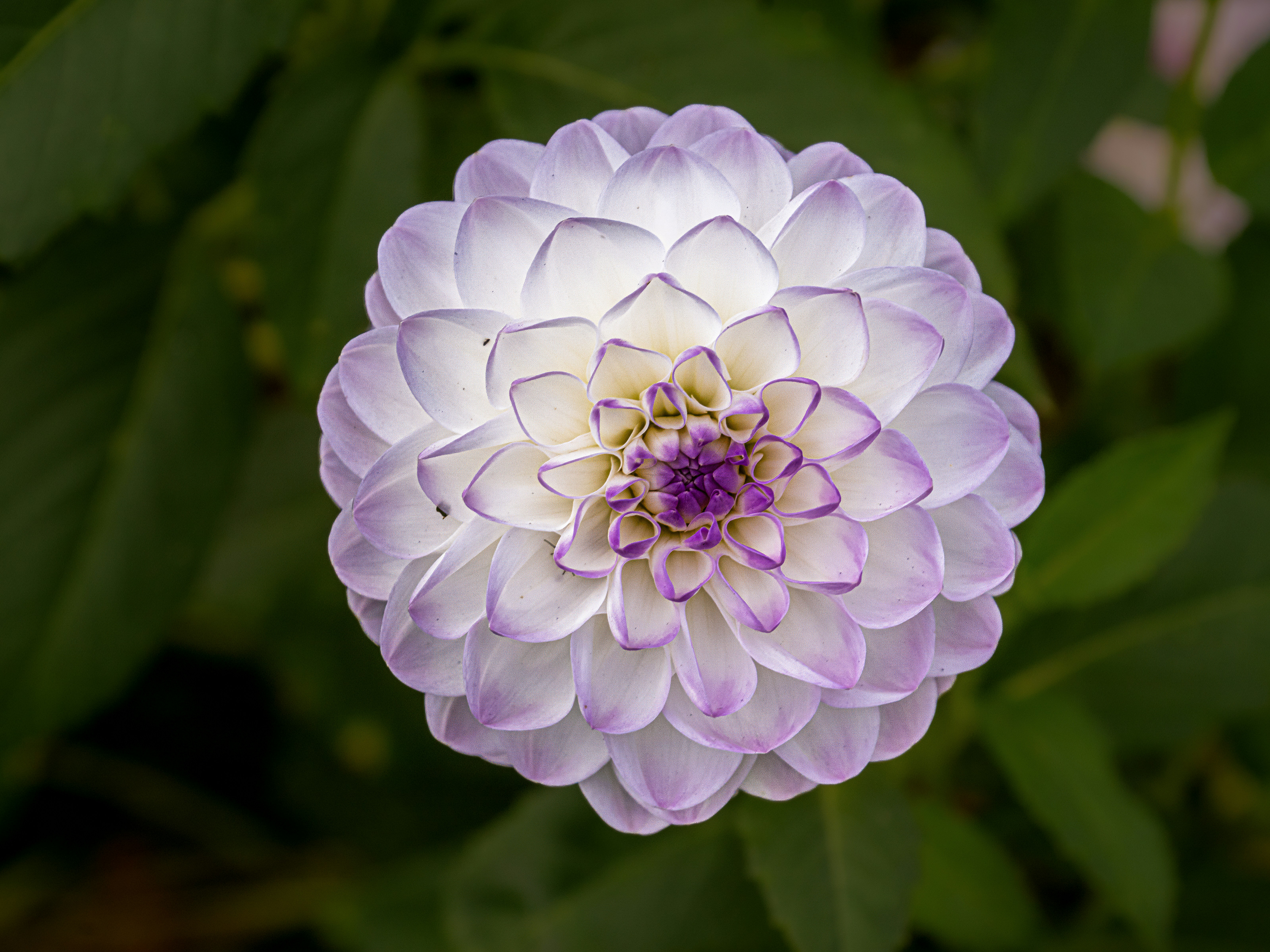 Centered Dahlia: Symmetry in Soft Lilac Petals