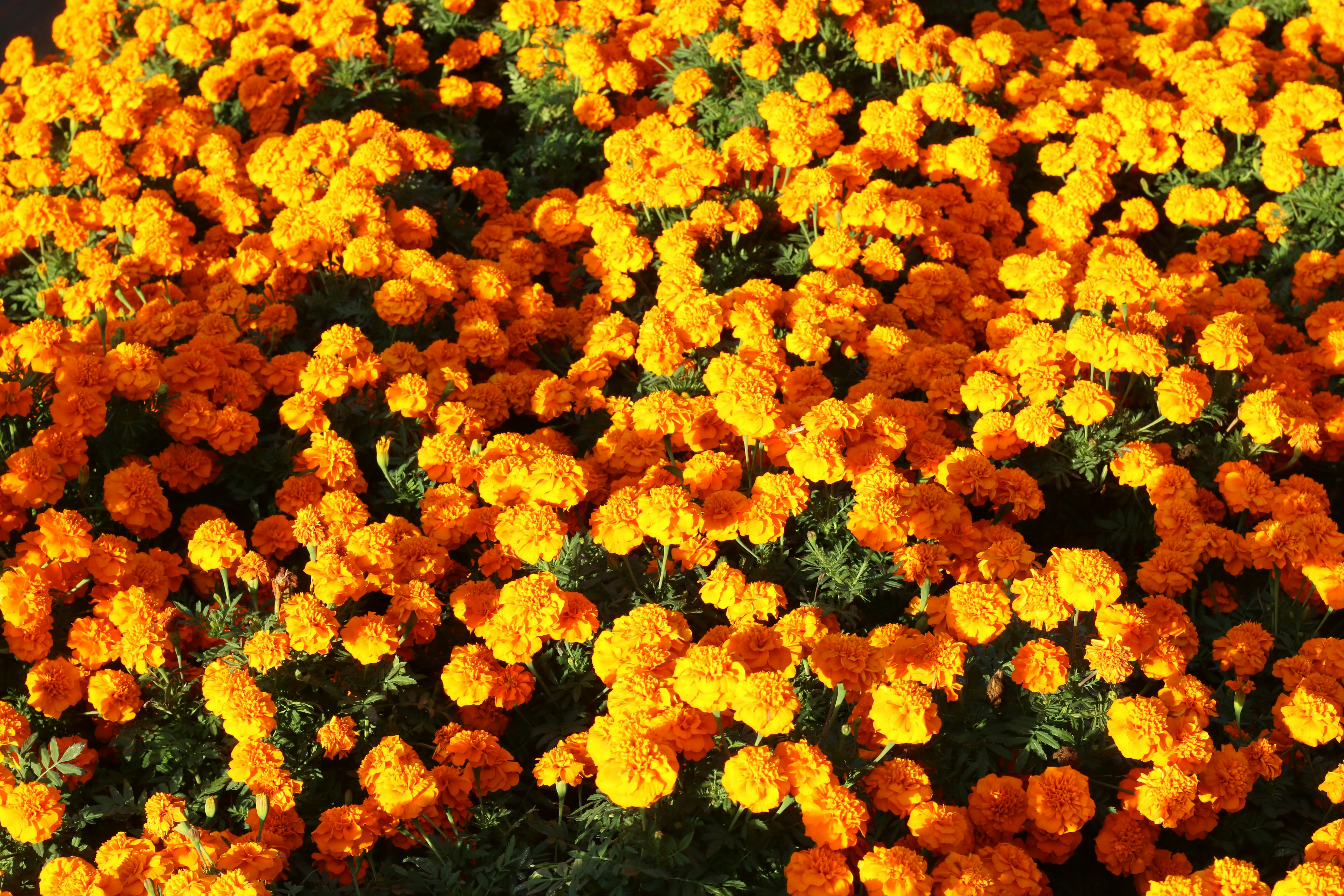 Sunlit Marigold Mosaic: A Sea of Golden Oranges