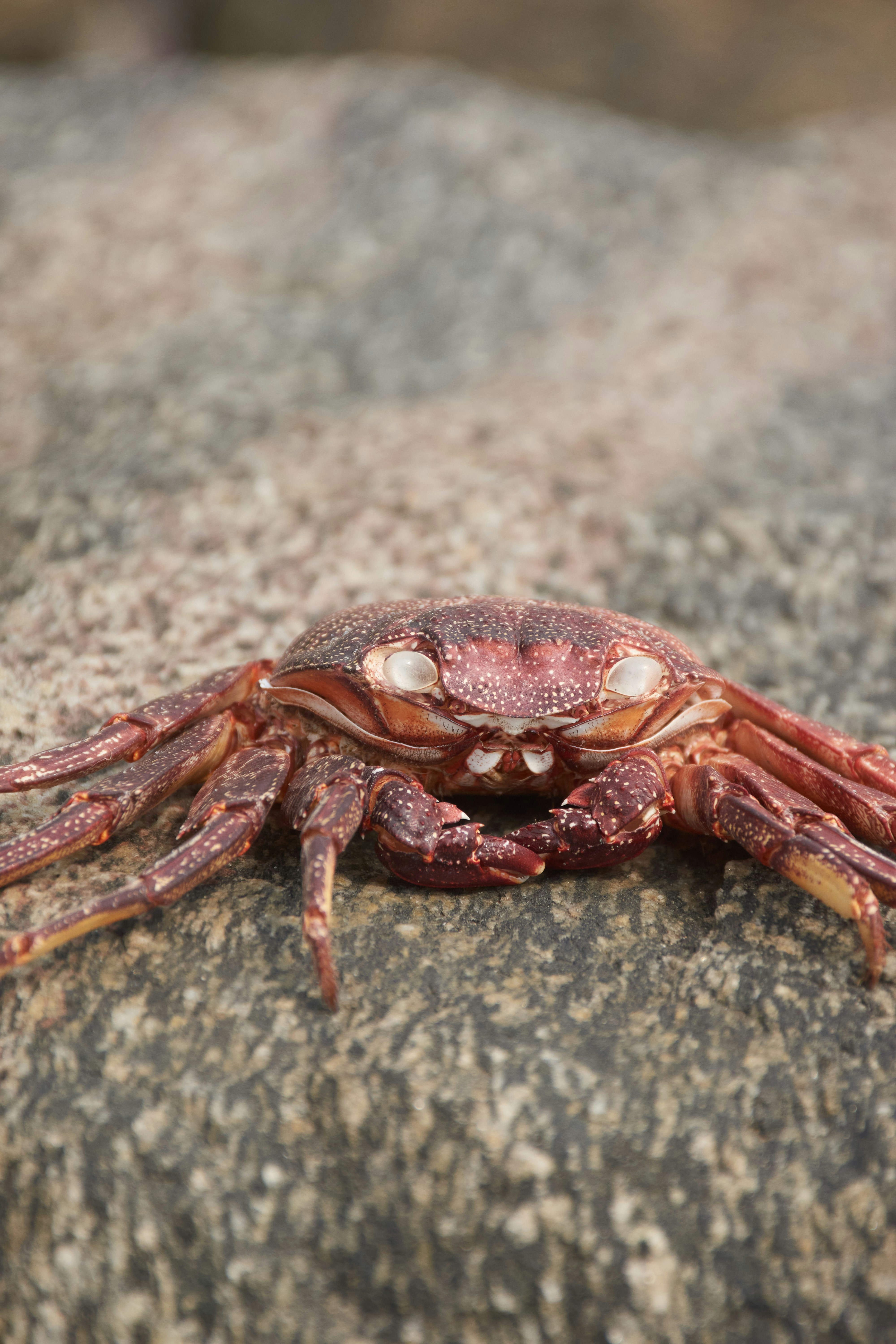 Crimson Sentinel: a close-up of a rugged crab perched on stone