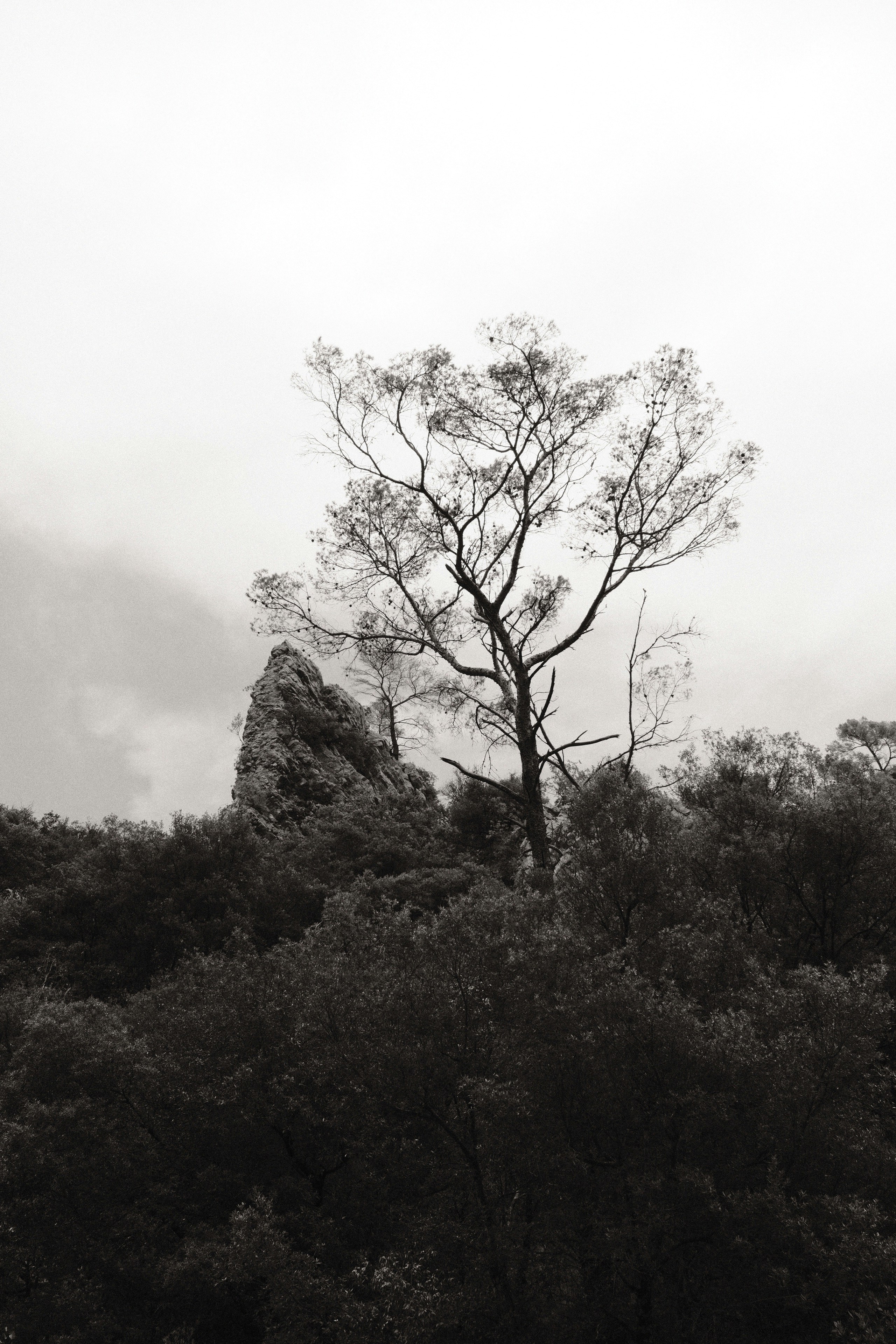 Lone Tree Crowned by Sparse Branches Rising Above Hushed Forest