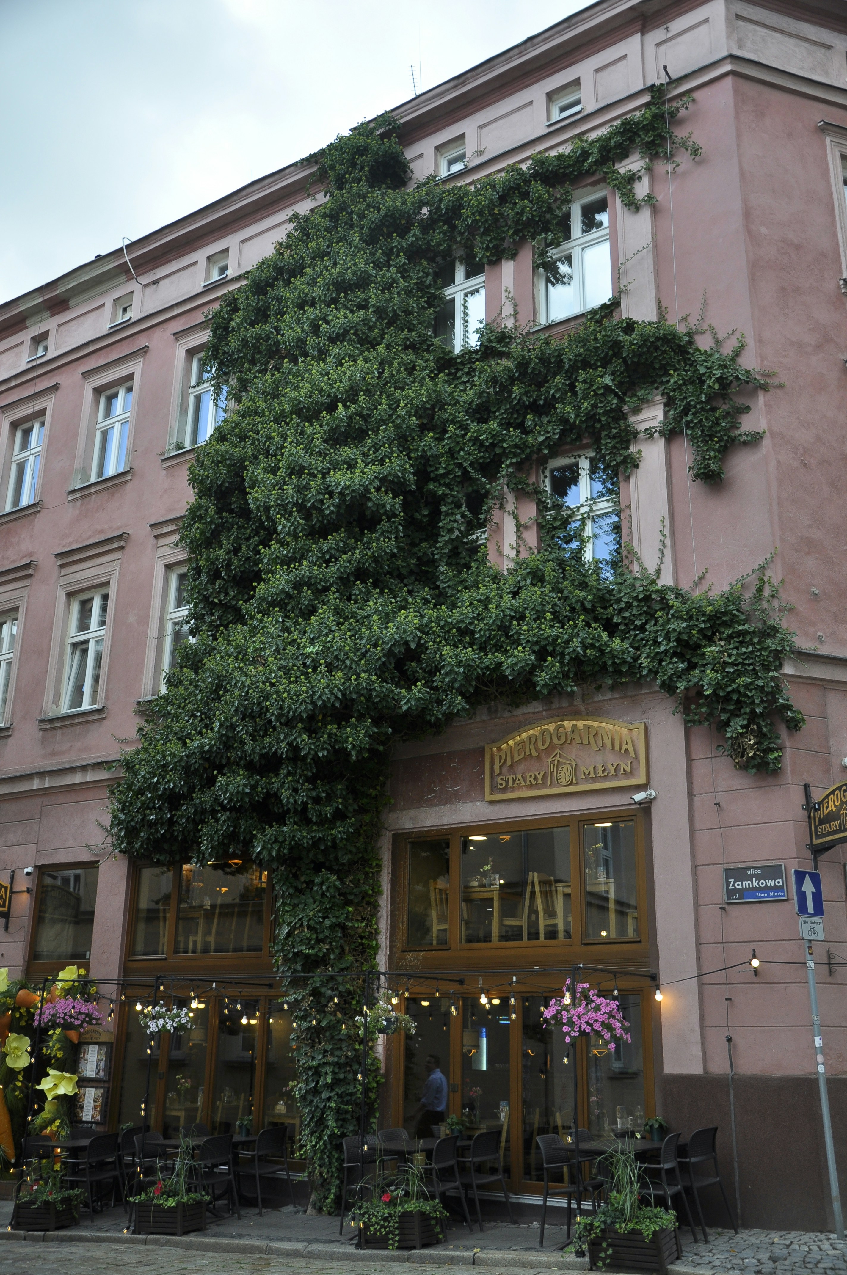 Ivy Embrace: A Pink Facade Lilying over a Corner Café