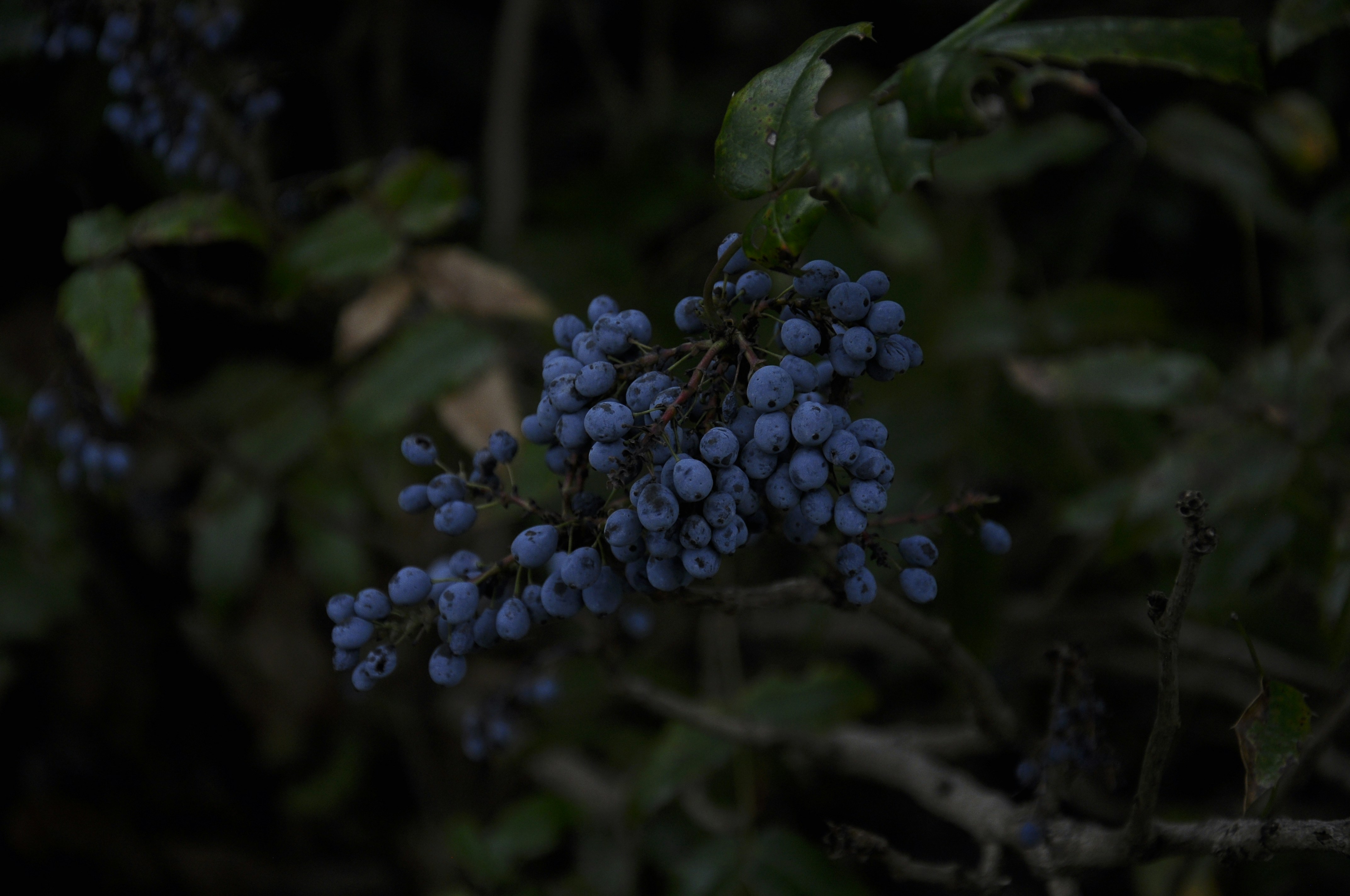Moonlit Bunch: Blue Berries in Quiet Shade