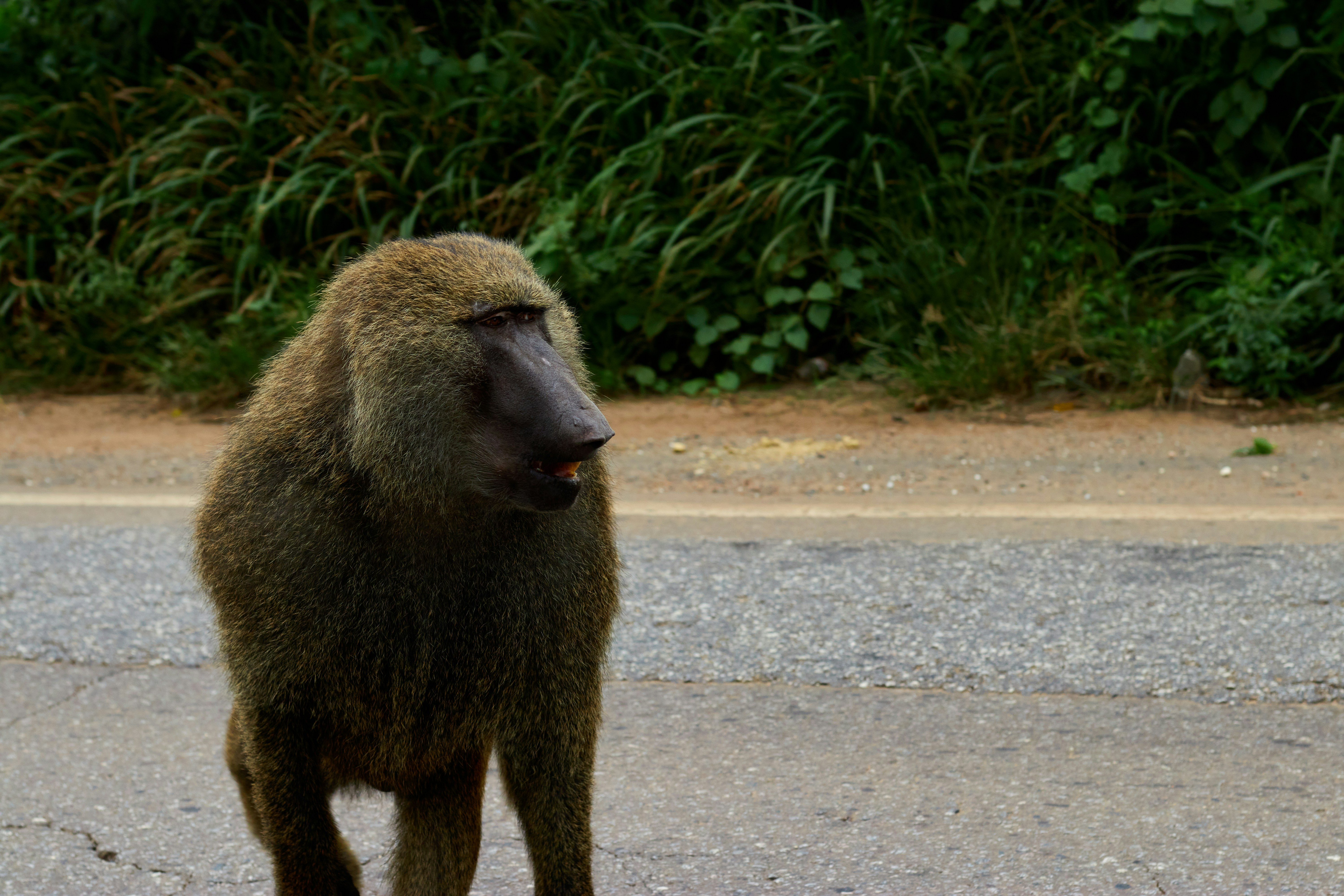 Curious Primates on the Road Edge