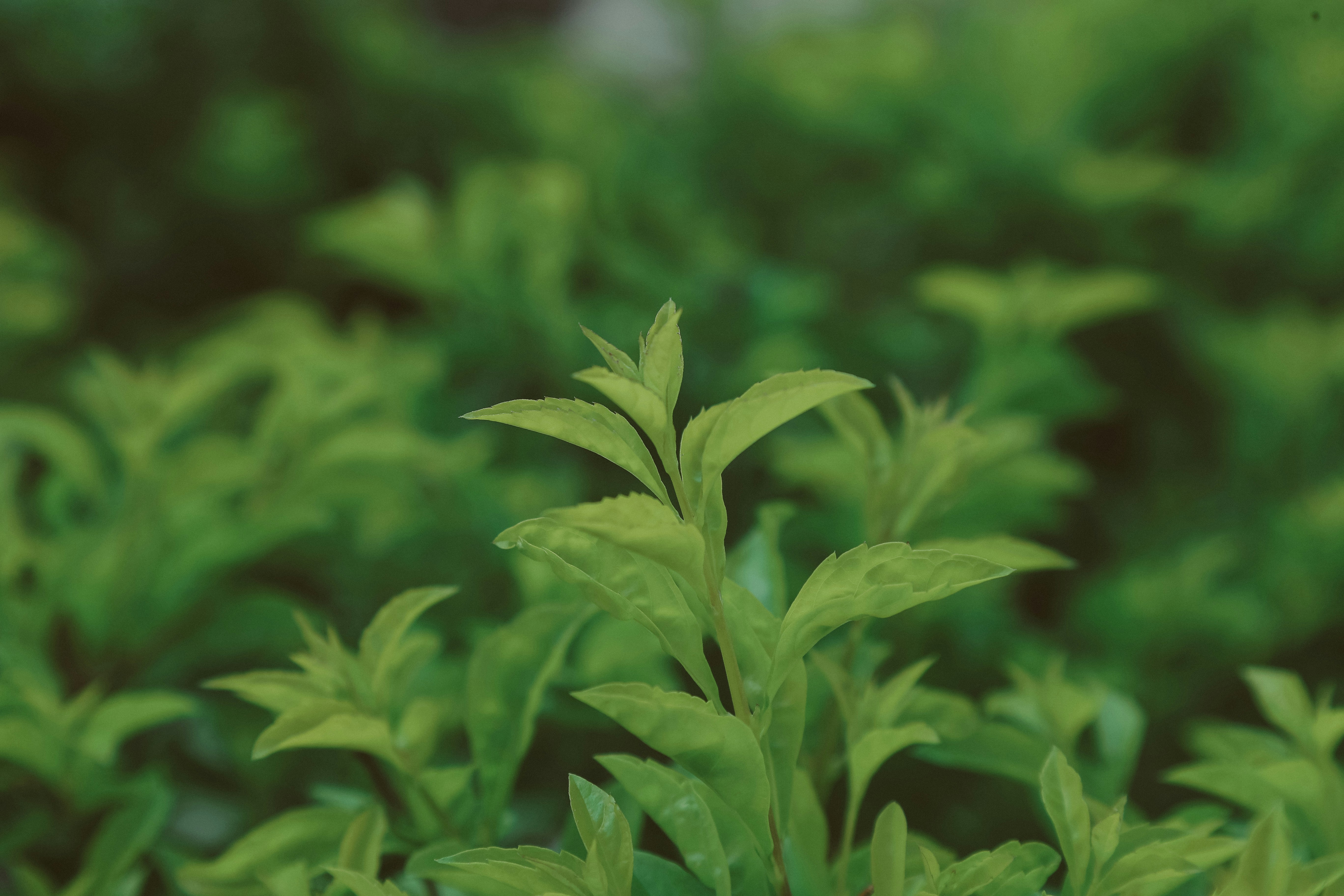 Emerald Sprout in Focus: Close-Up of Fresh Green Foliage
