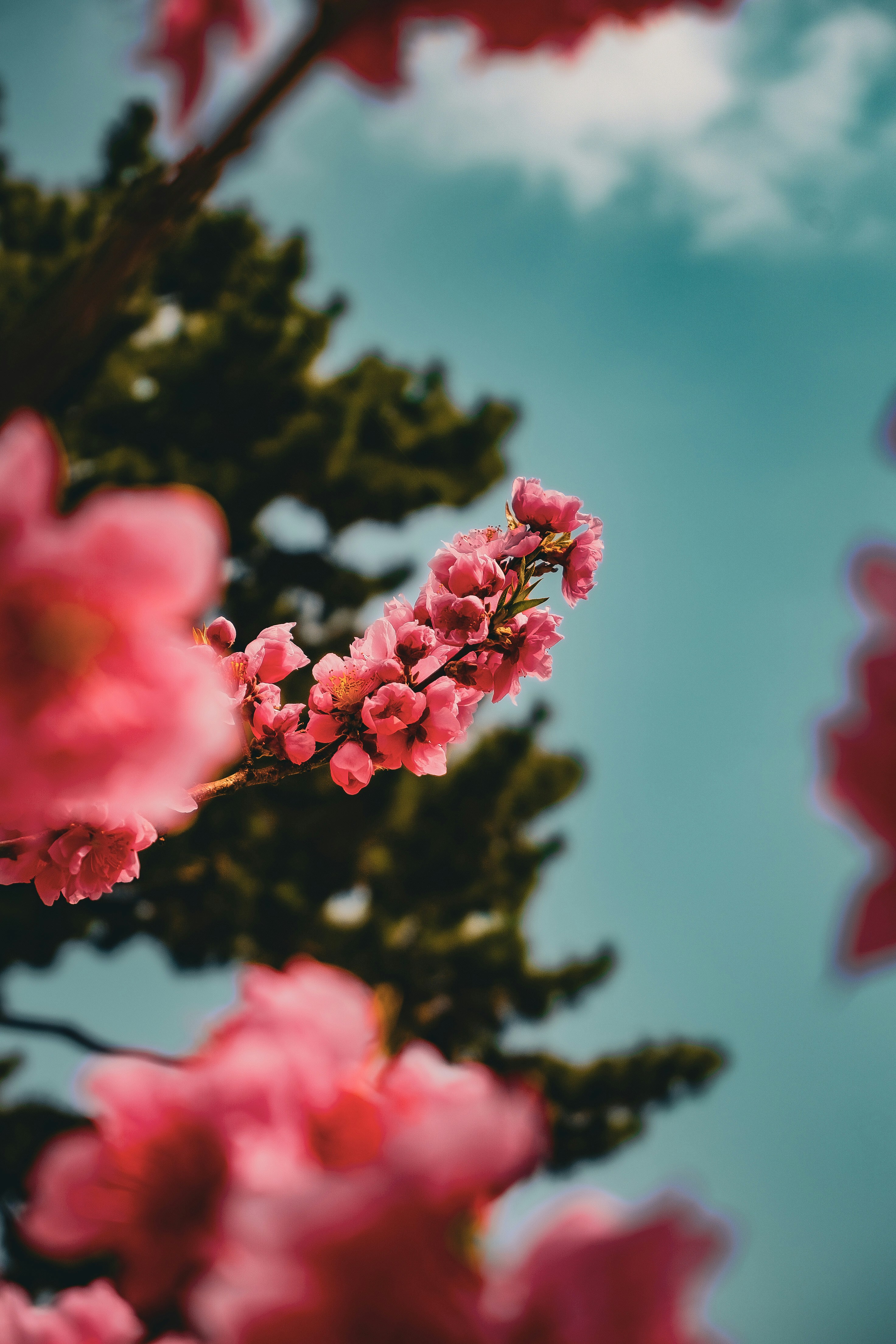 Pink blossoms reach toward a clear sky in a blurred foreground garden frame
