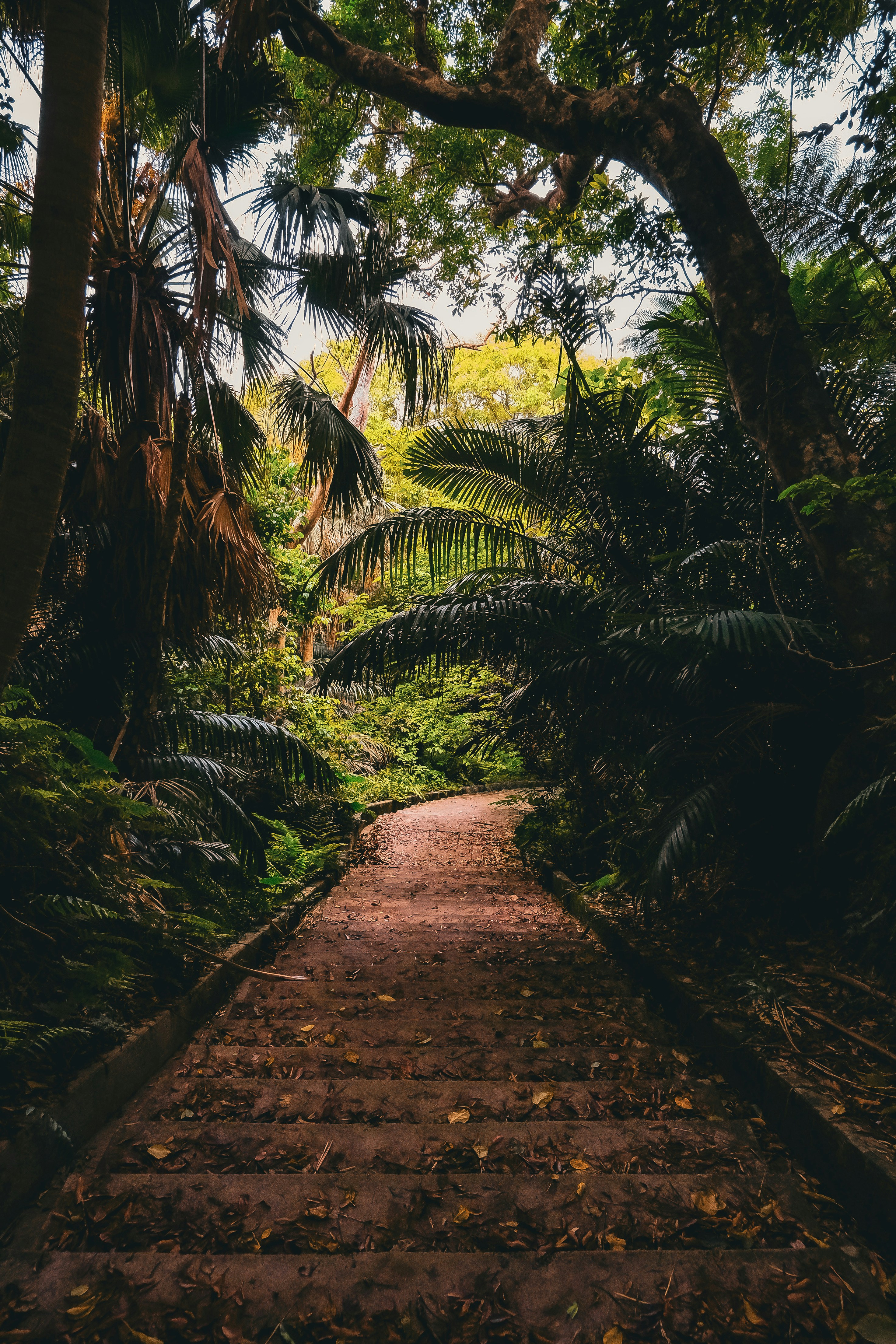 Forest Stairway into Dappled Light