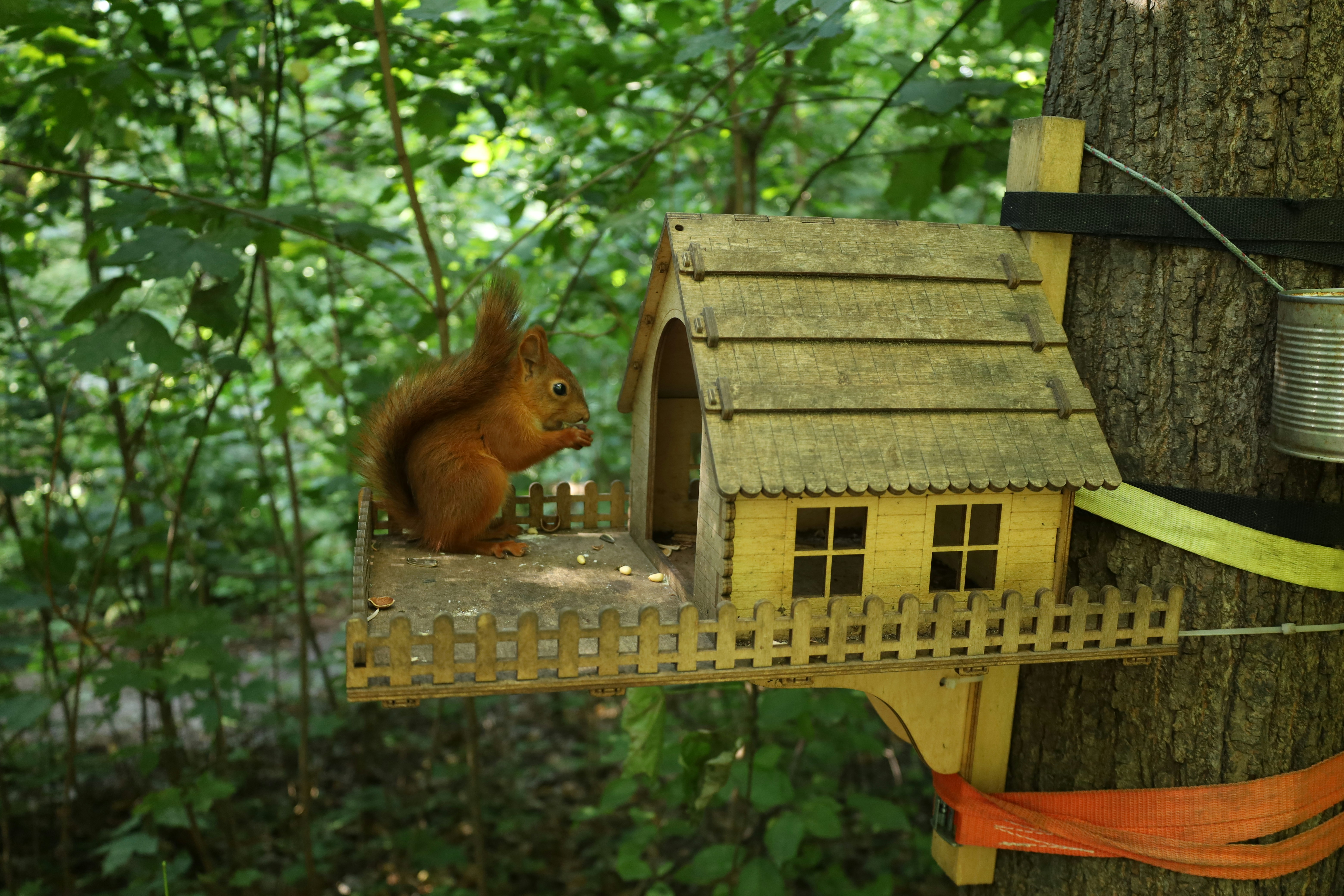 Nut-Seller at the Woodland Post: Squirrel Guarding a Tiny Cabin