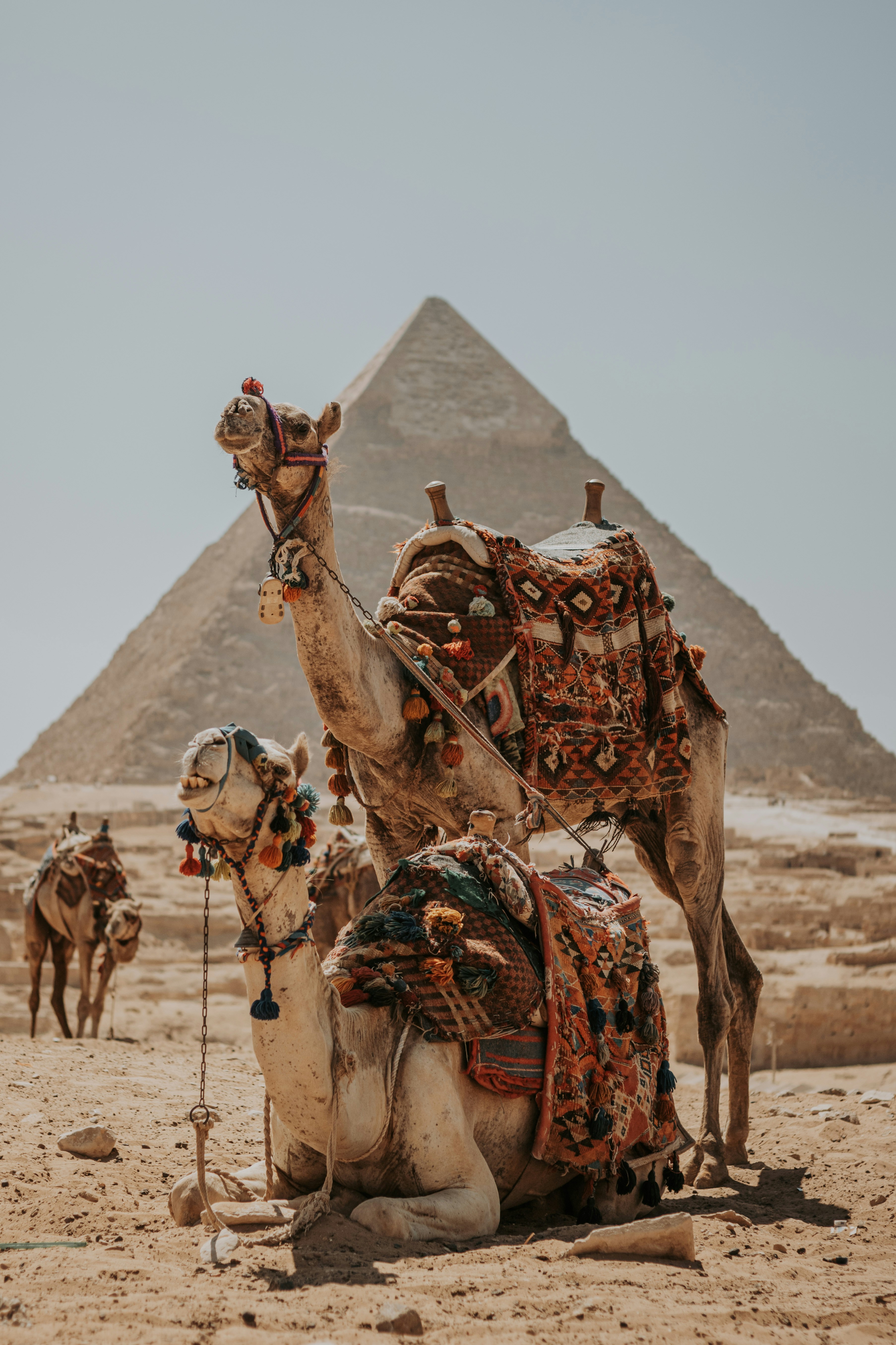 Desert Caravanion: Camels Rest Before the Great Pyramid