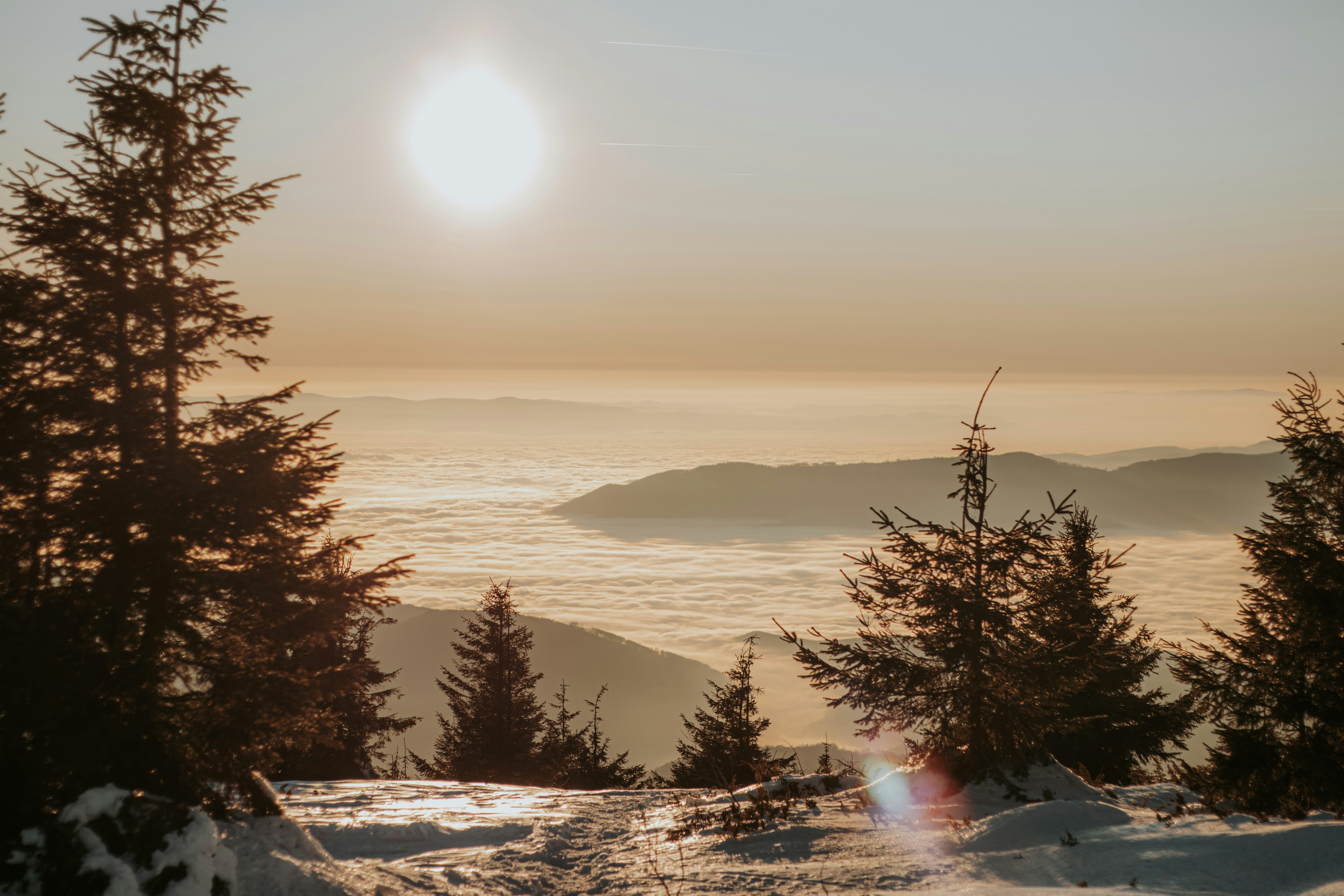Snow-dusted foreground with pine silhouettes frames a sunlit sea of clouds and distant ridges.