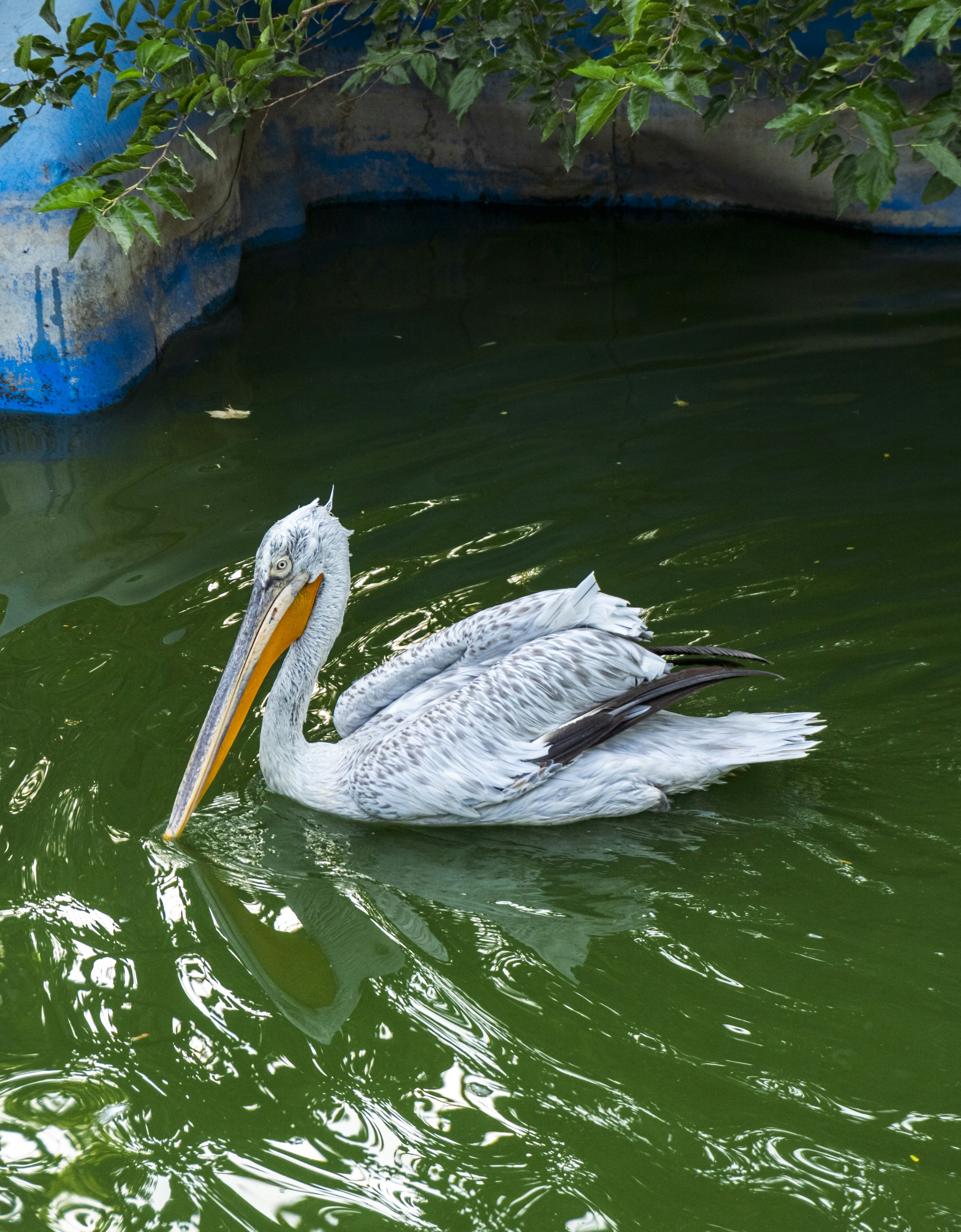 White Pelican in Green Reservoir Near a Blue Concrete Edge
