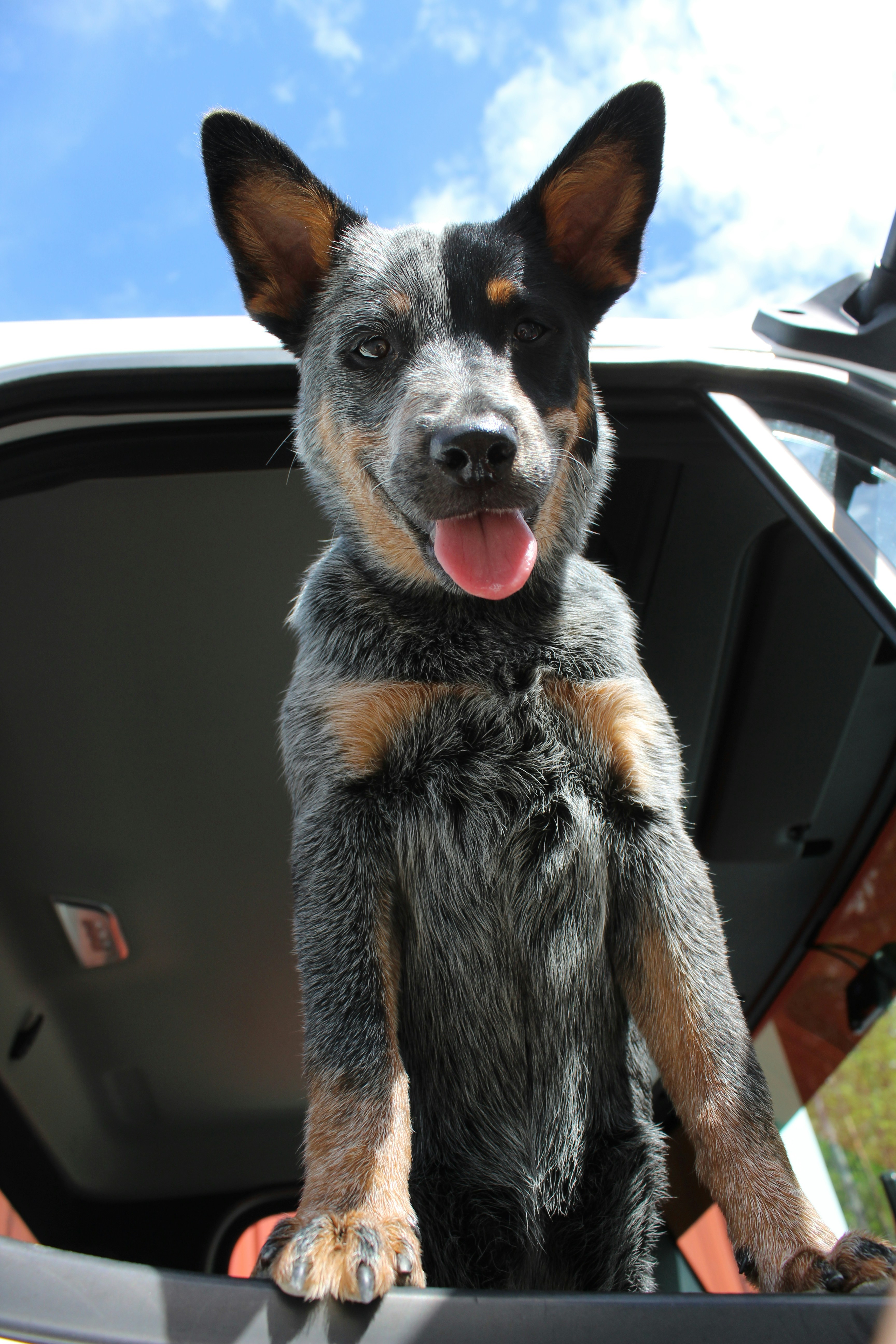 Front-Row Fetch: A curious blue-ticked pup leans from a car hatch into the sun