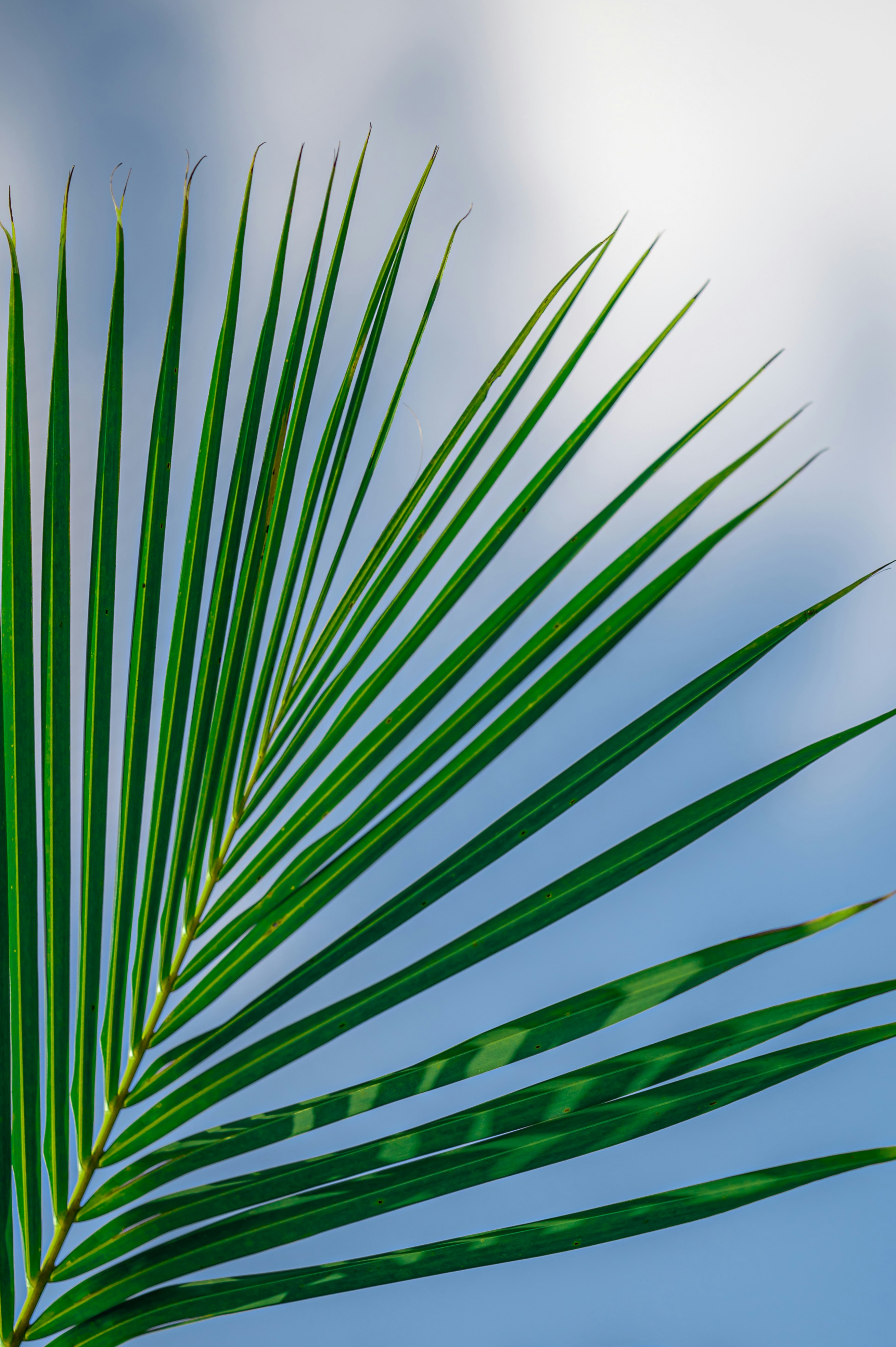 Slim palm fronds arc across a bright blue sky, capturing close-up detail and vibrant green tones.