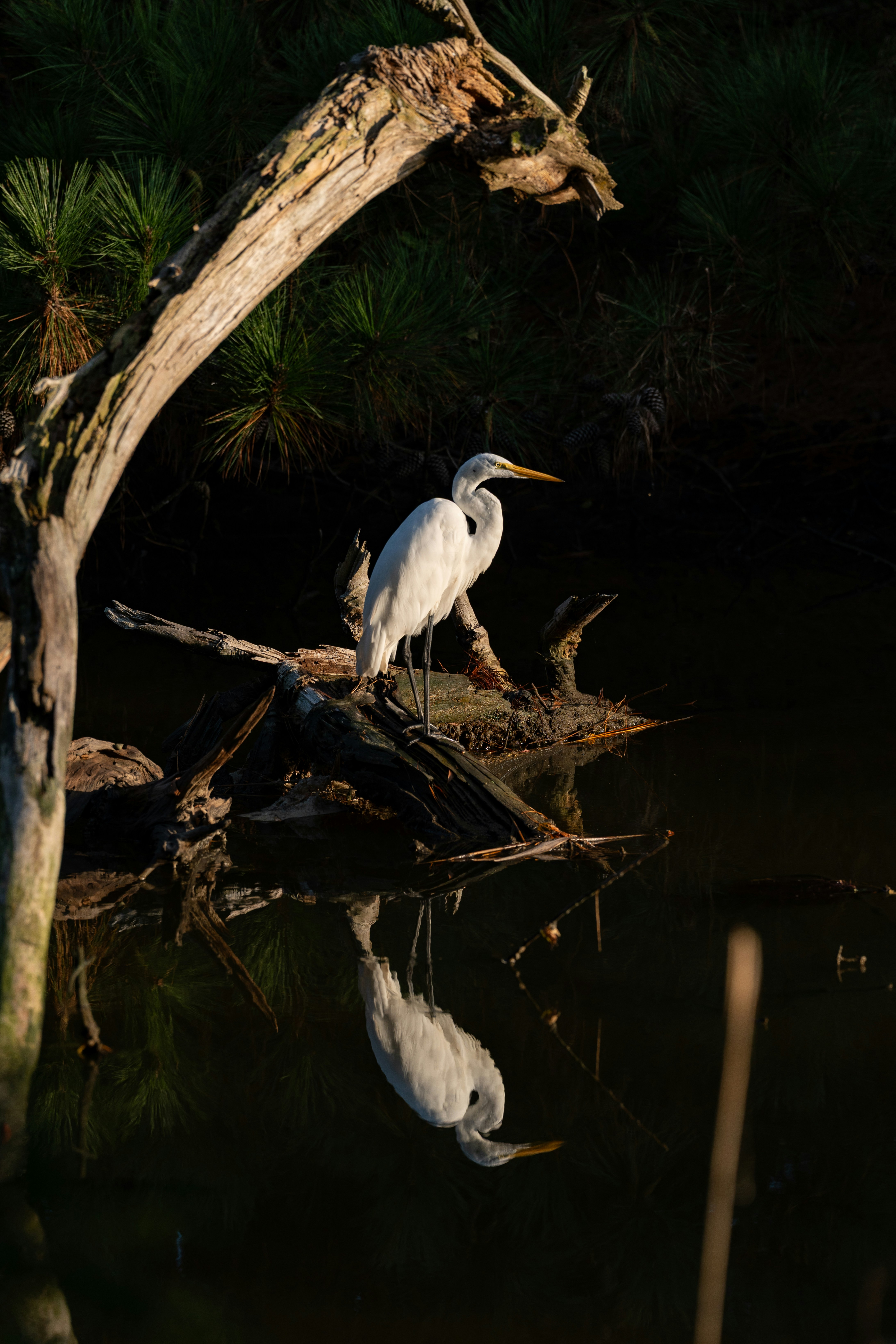 White Heron on Driftwood: Stillness at the Water’s Edge
