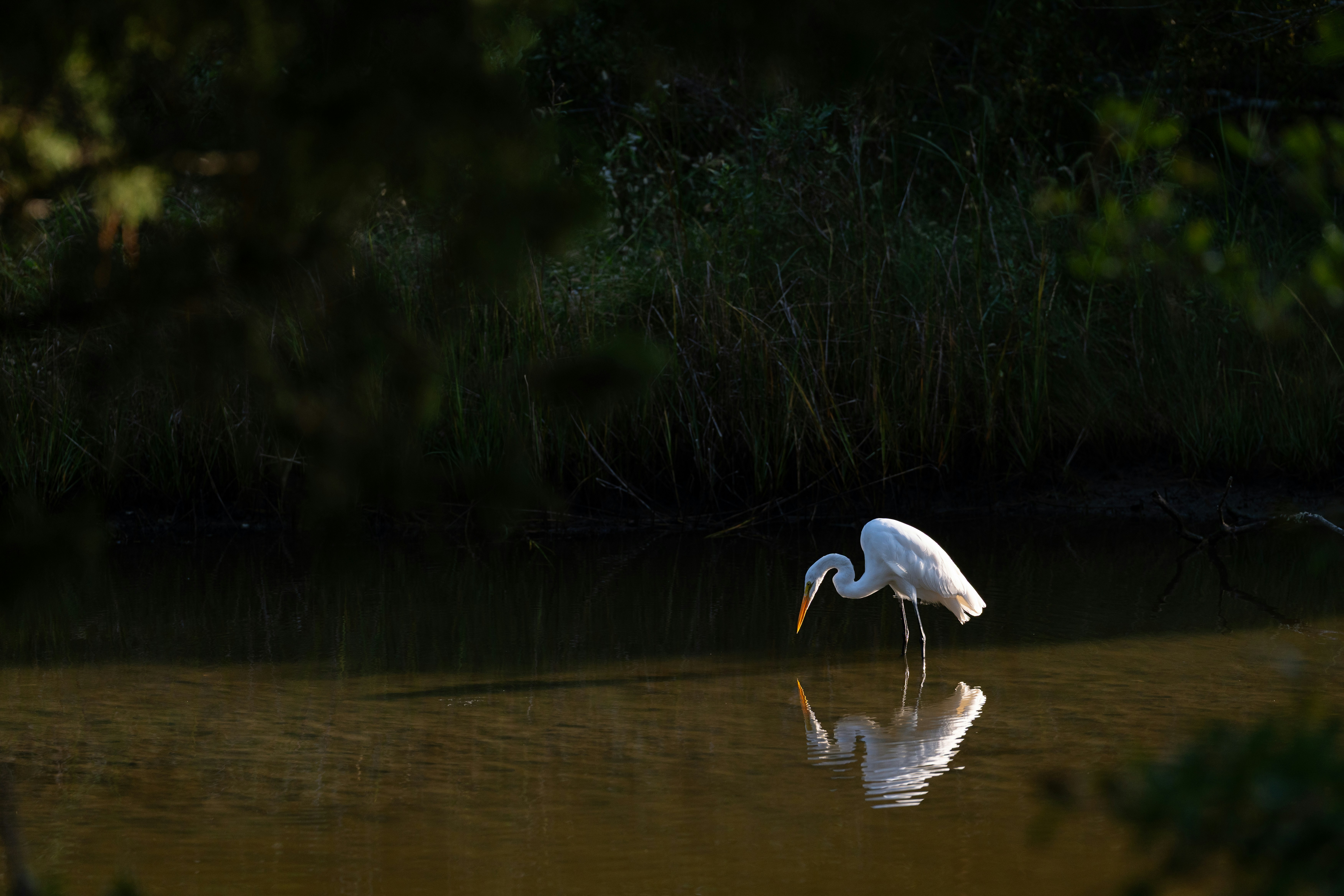 Heron in Quiet Reflection: A Sunlit Shoreline Encounter