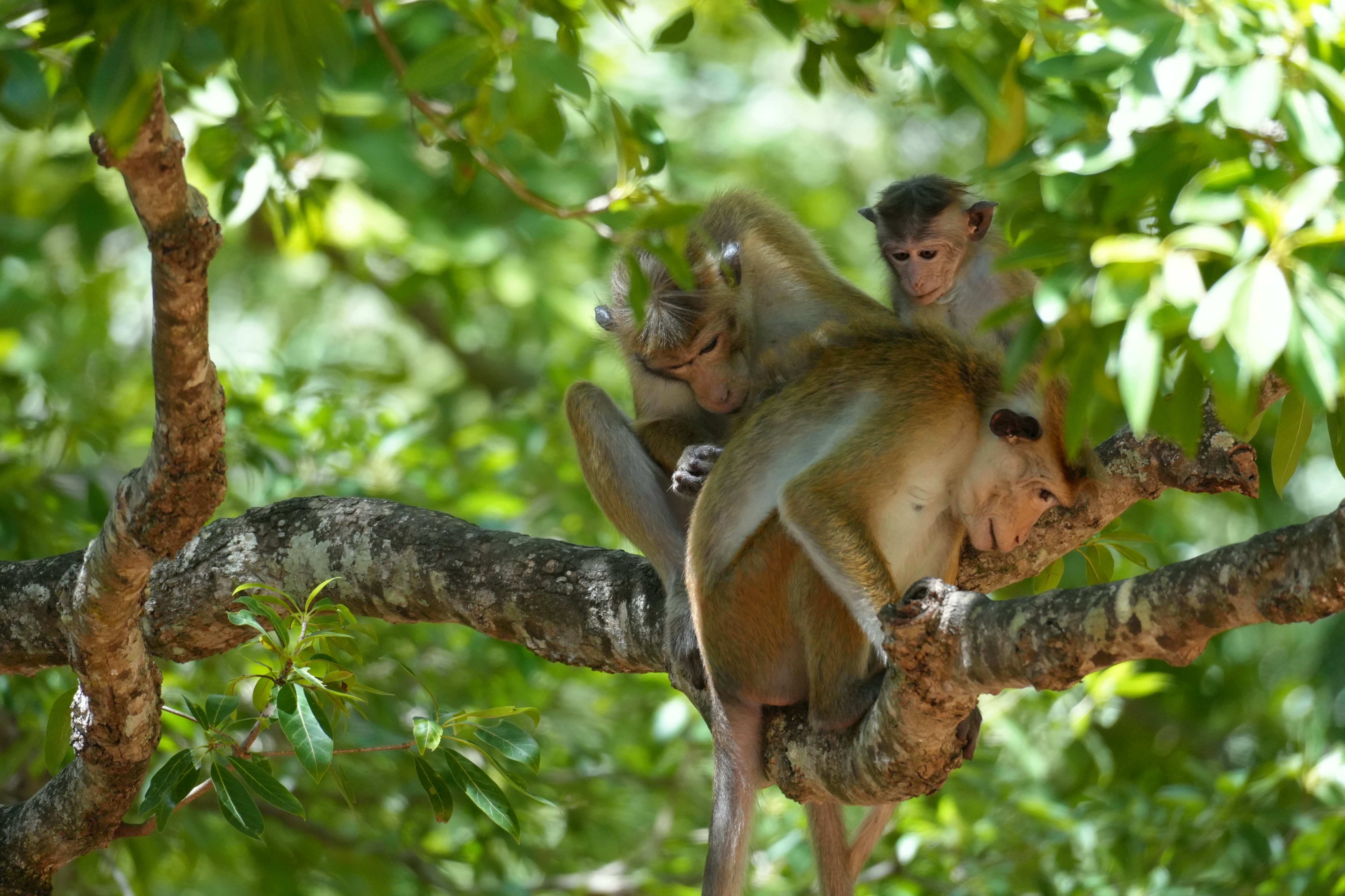 Group of monkeys lounging on a mossy tree branch among green foliage, with soft sunlight filtering through leaves. Note: natural wildlife on a living tree.