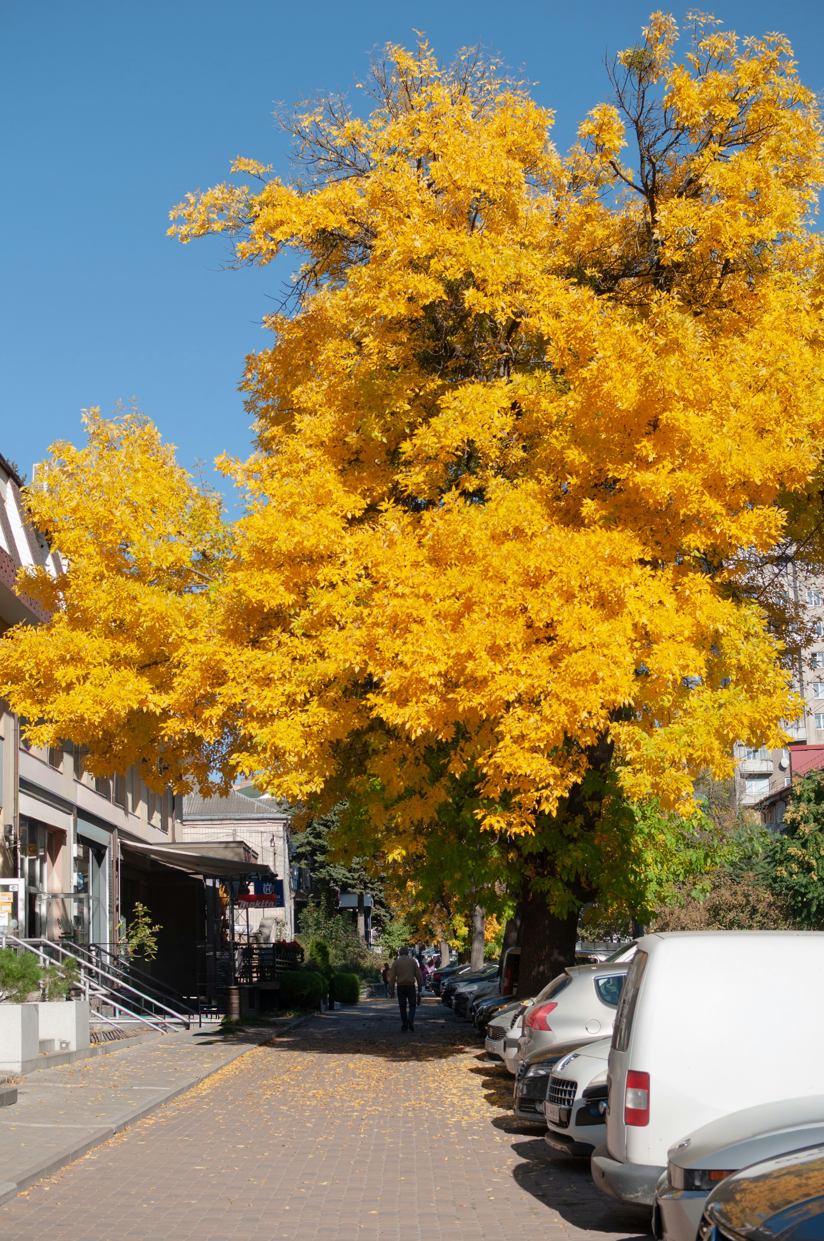 Golden Canopy Over a Quiet City Lane