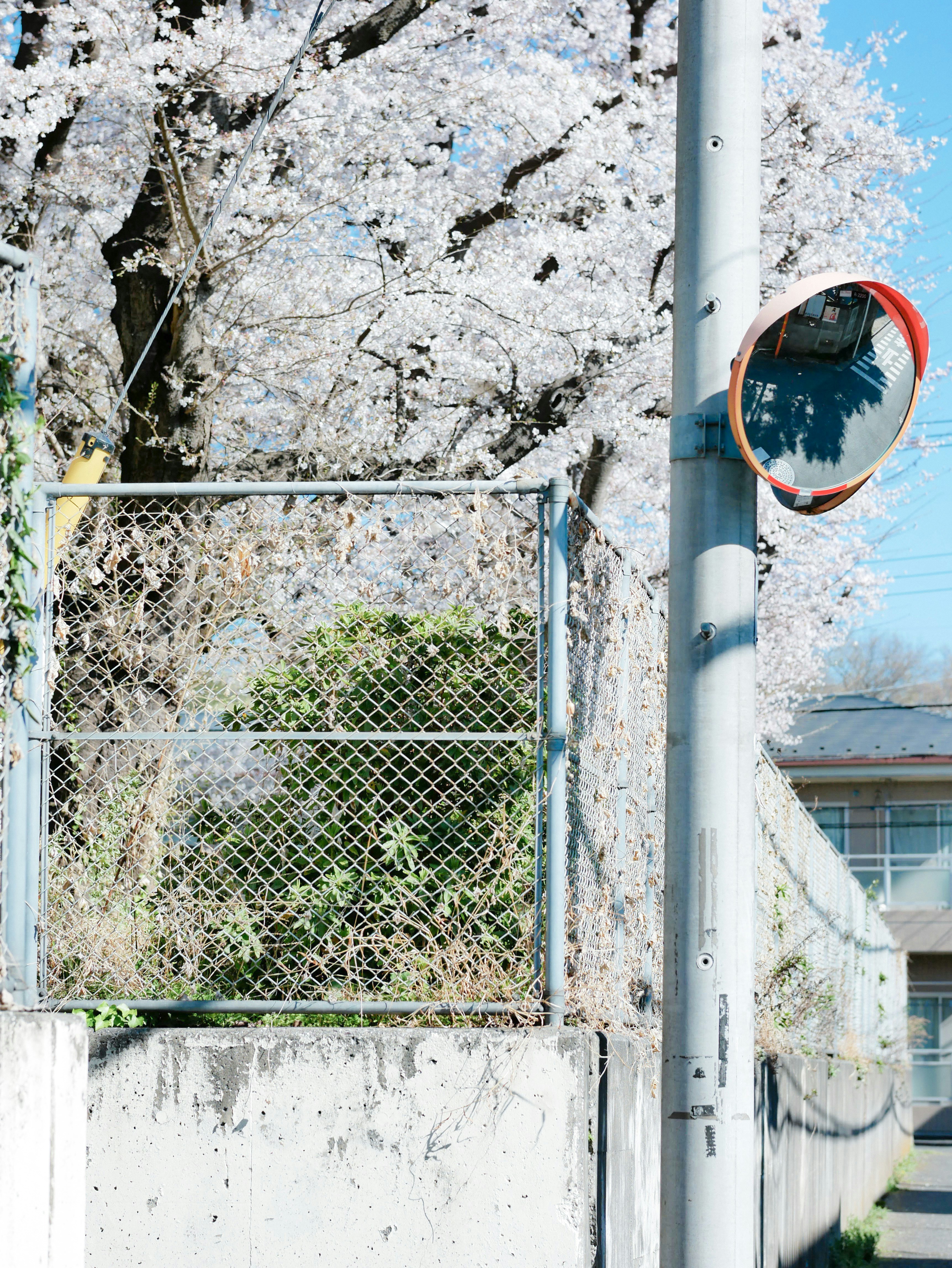 Cherry Blossoms and Urban Mirrors
