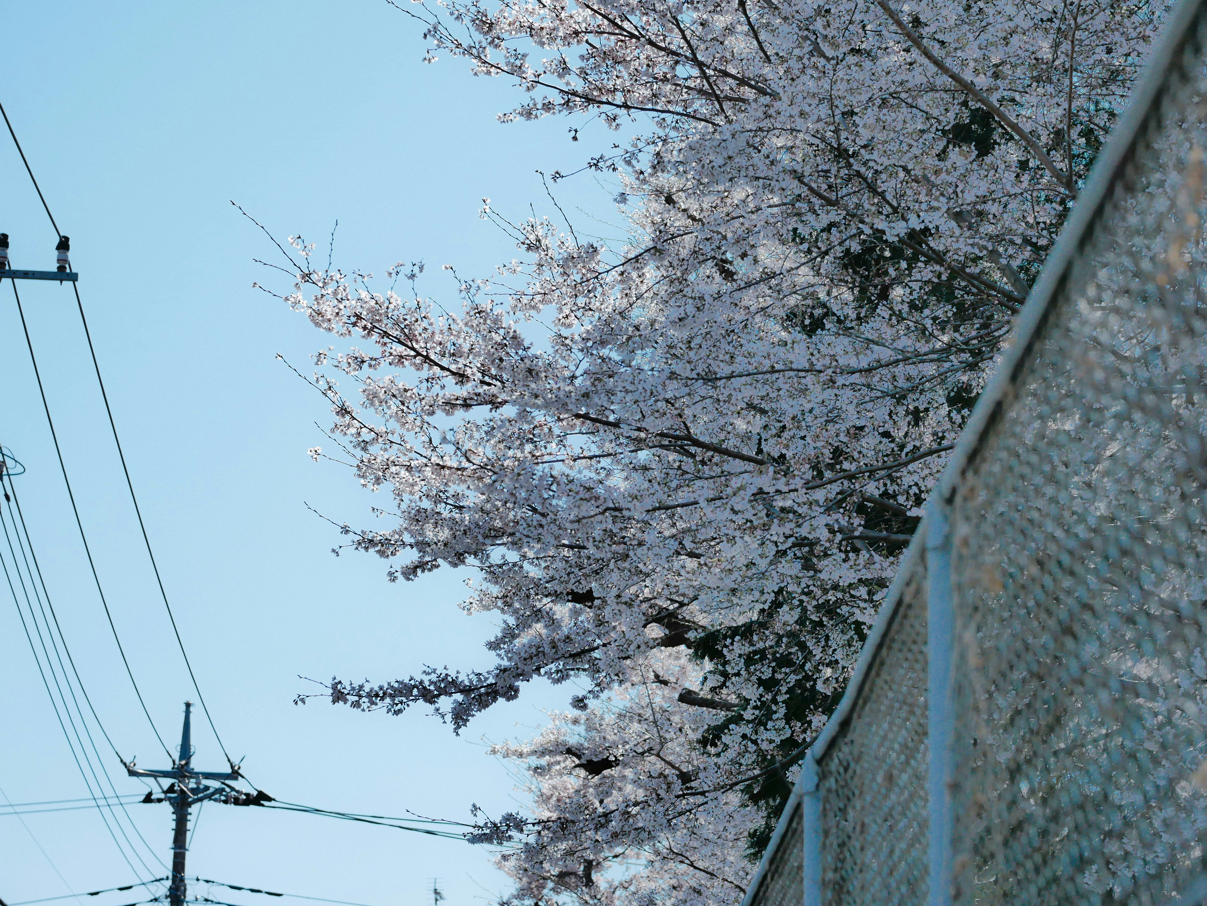 Cherry Bloom over an Industrial Street