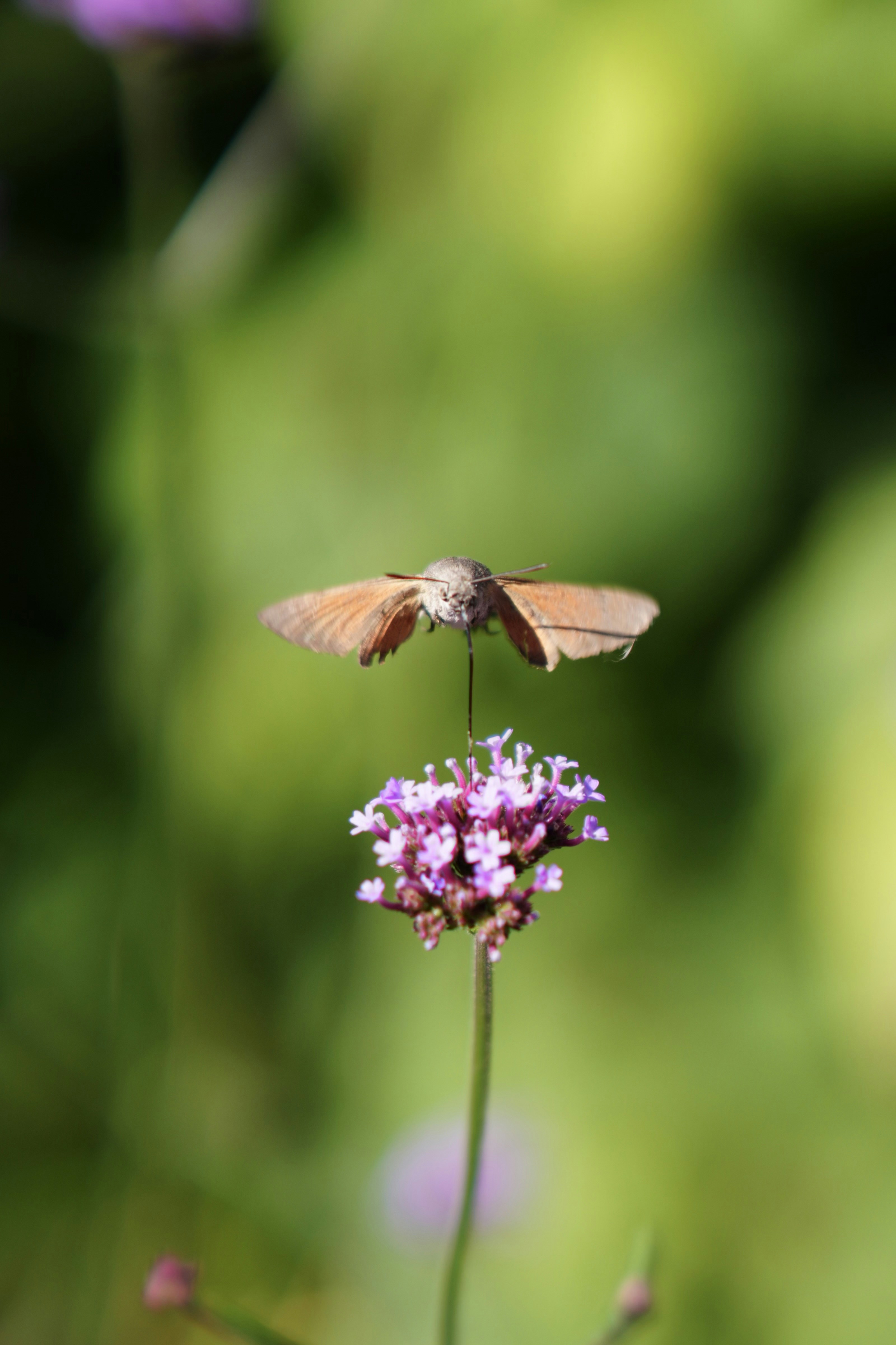 Winged Beacon: A Humming Hinge Above Pink Pollen