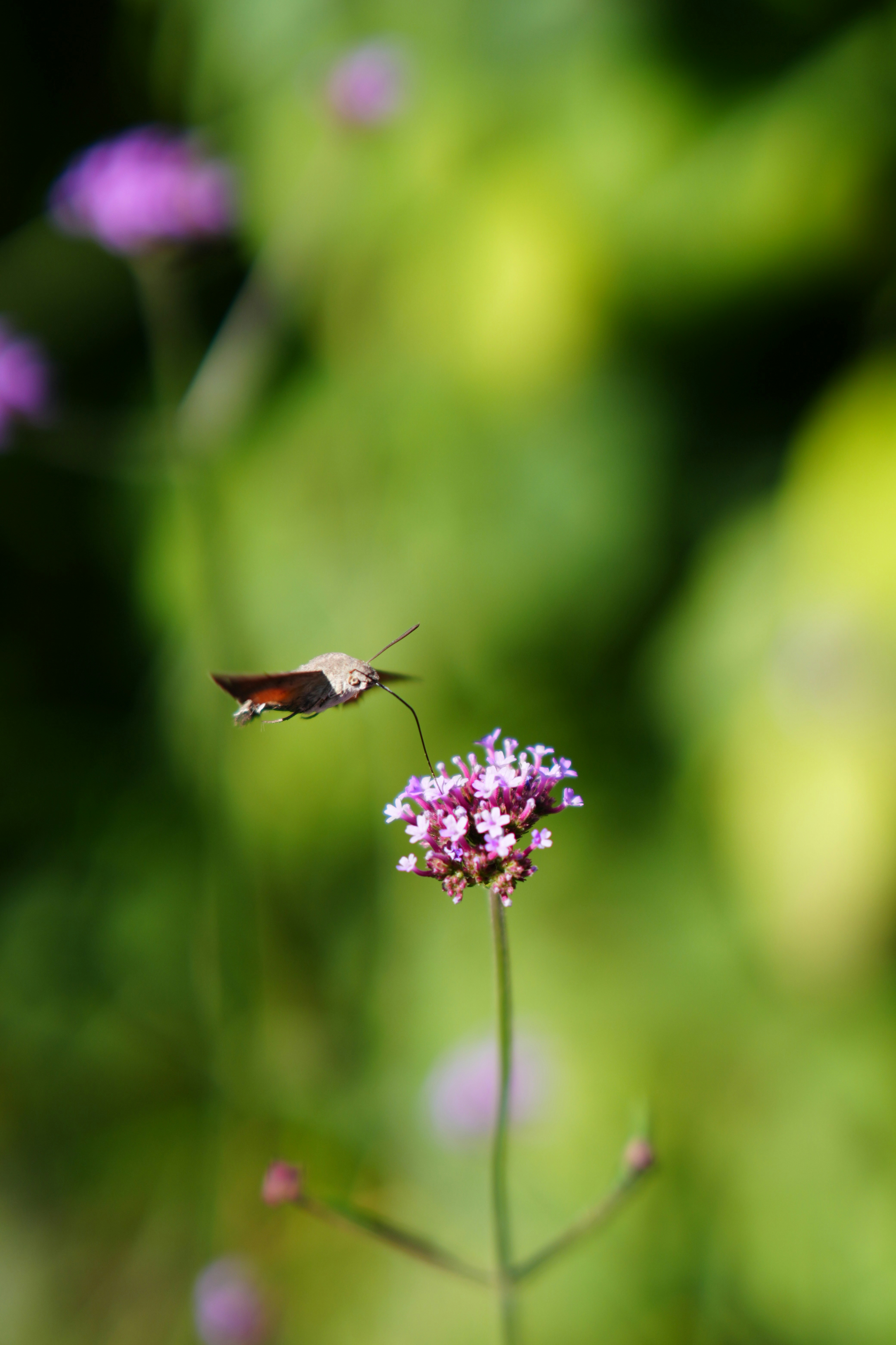 Hummingbird Hawk Moth in Soft Bloom: A Gentle Hover over Pink Buds